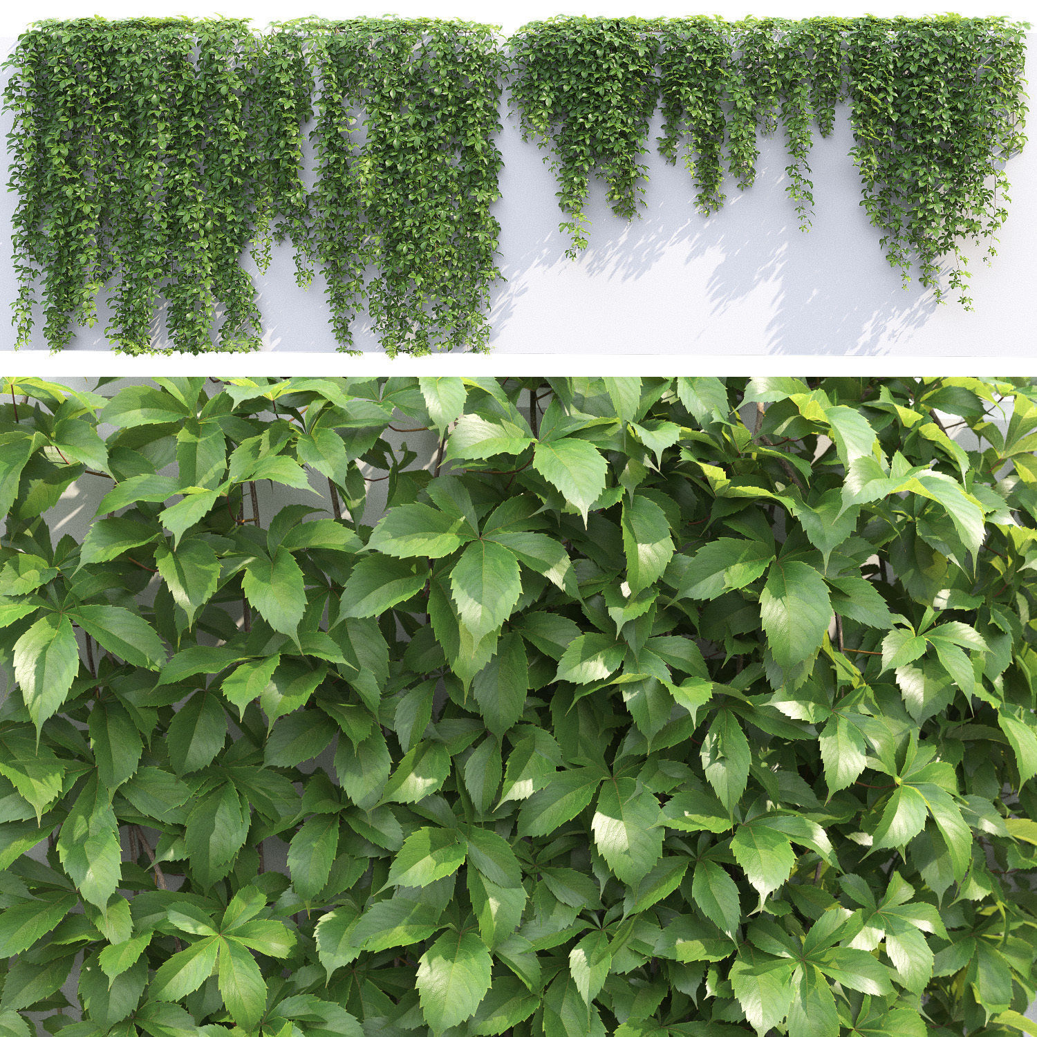 Virginia Creeper 01 3D model | CGTrader