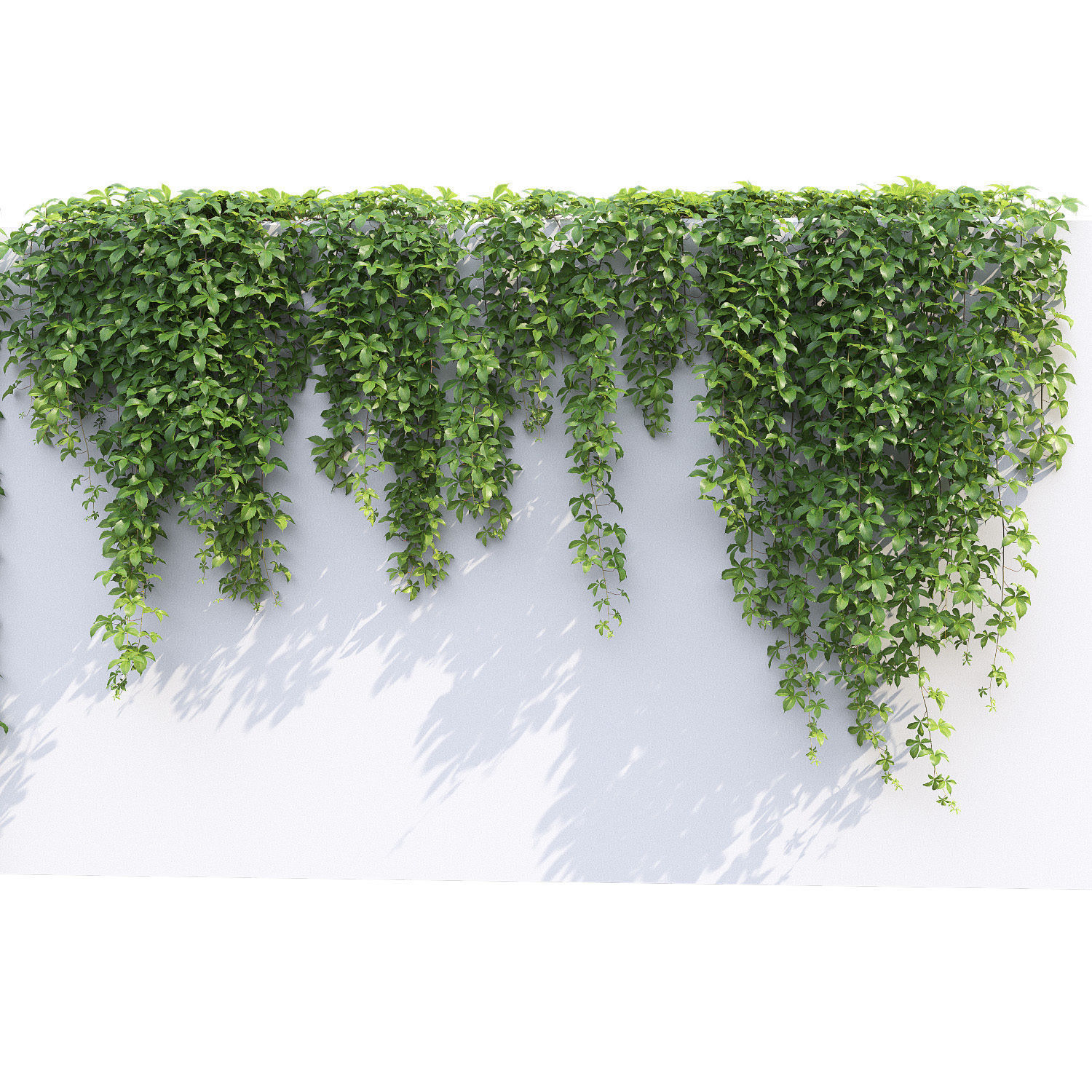 Virginia Creeper 01 3D model | CGTrader