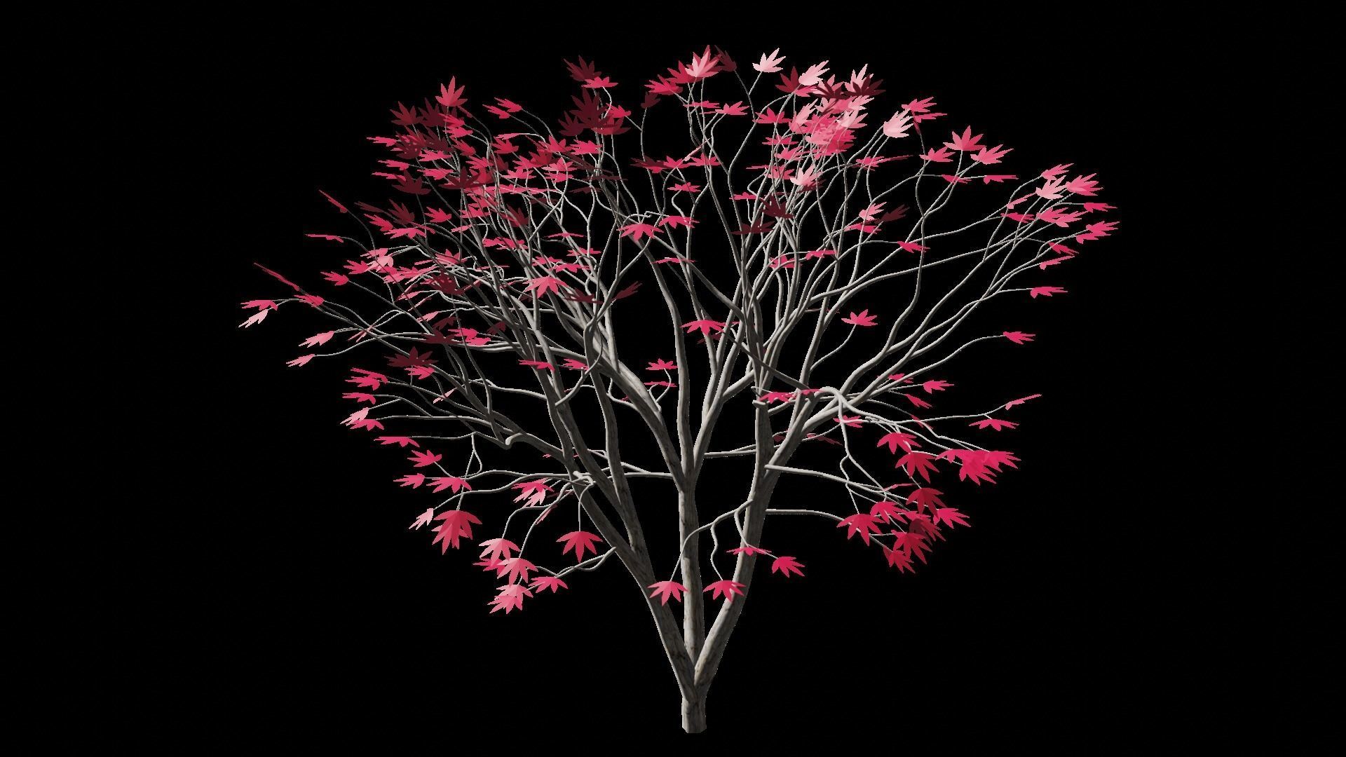 Japanese maple tree free 3D model | CGTrader