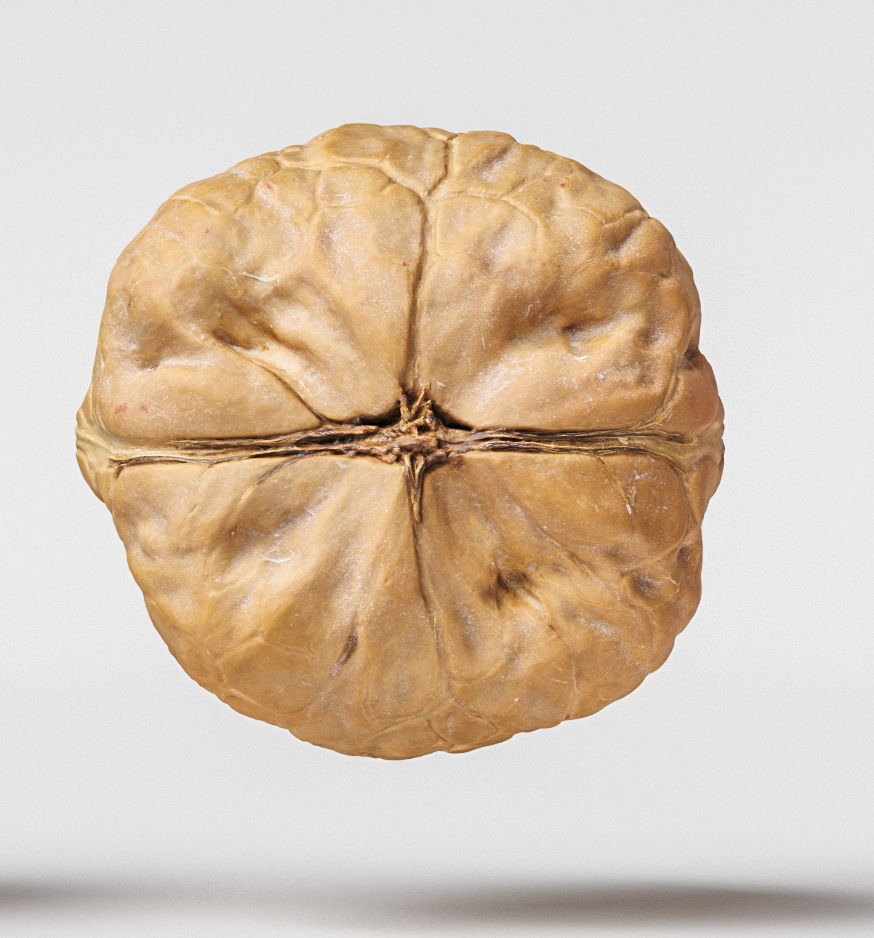 Walnut 3D model | CGTrader