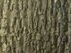 Tree Bark Materials 3D Model Pack | CGTrader