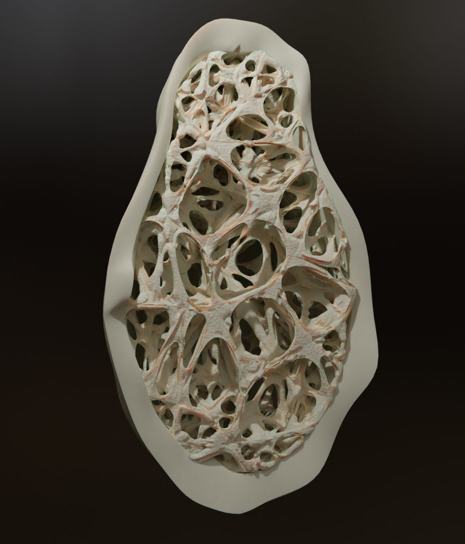 bone structure 3D model | CGTrader