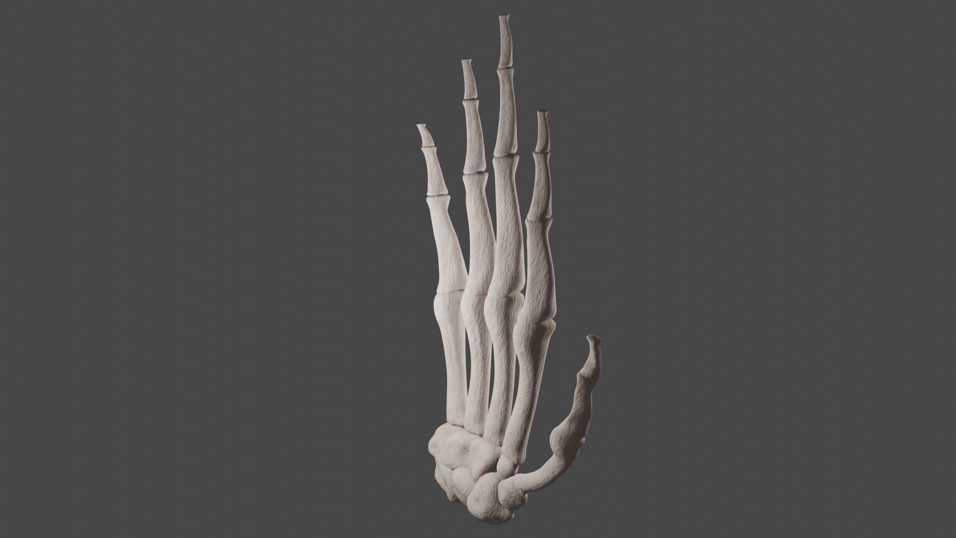 Human Hand skeleton anatomy 3D model | CGTrader