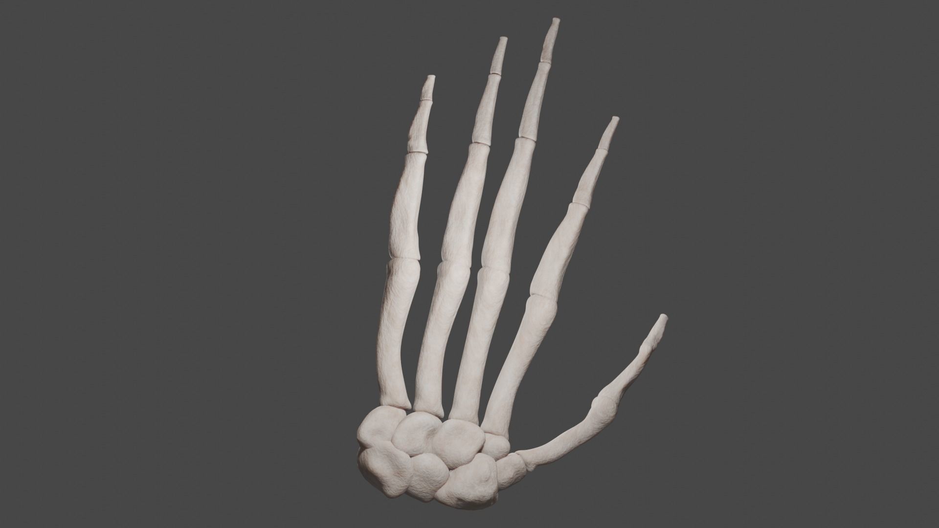 Human Hand skeleton anatomy 3D model | CGTrader