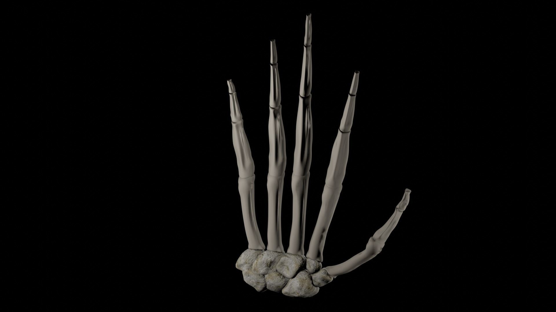 Human Hand skeleton anatomy 3D model | CGTrader