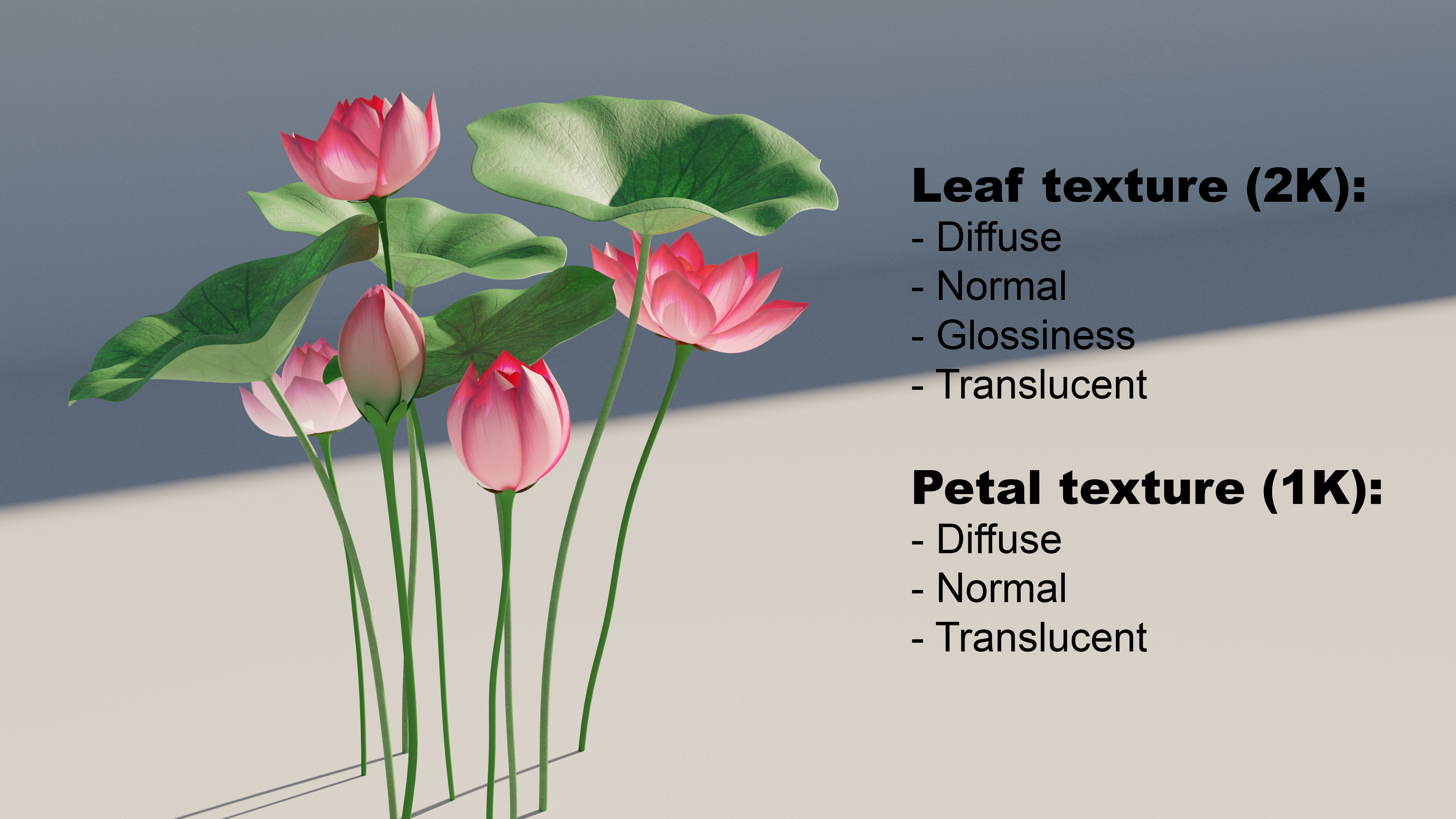 3D model Asia Lotus 3D model VR / AR / low-poly | CGTrader