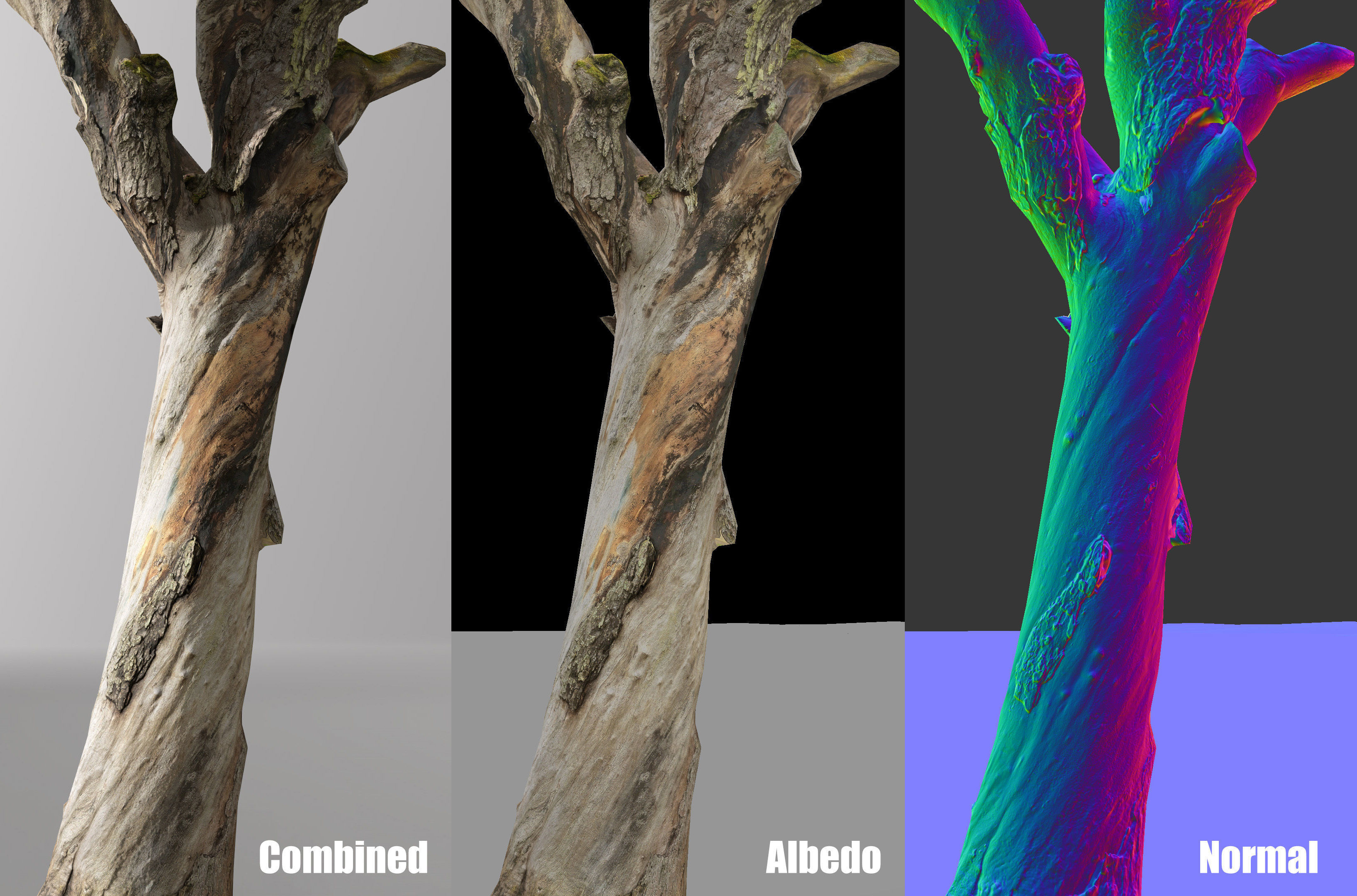 3D model Tree dead 01 Scan VR / AR / low-poly | CGTrader