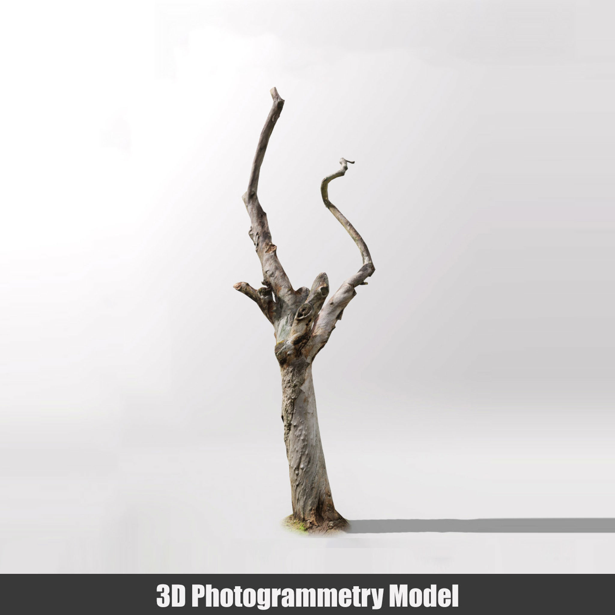 Tree dead 03 Scan free VR / AR / low-poly 3D model | CGTrader