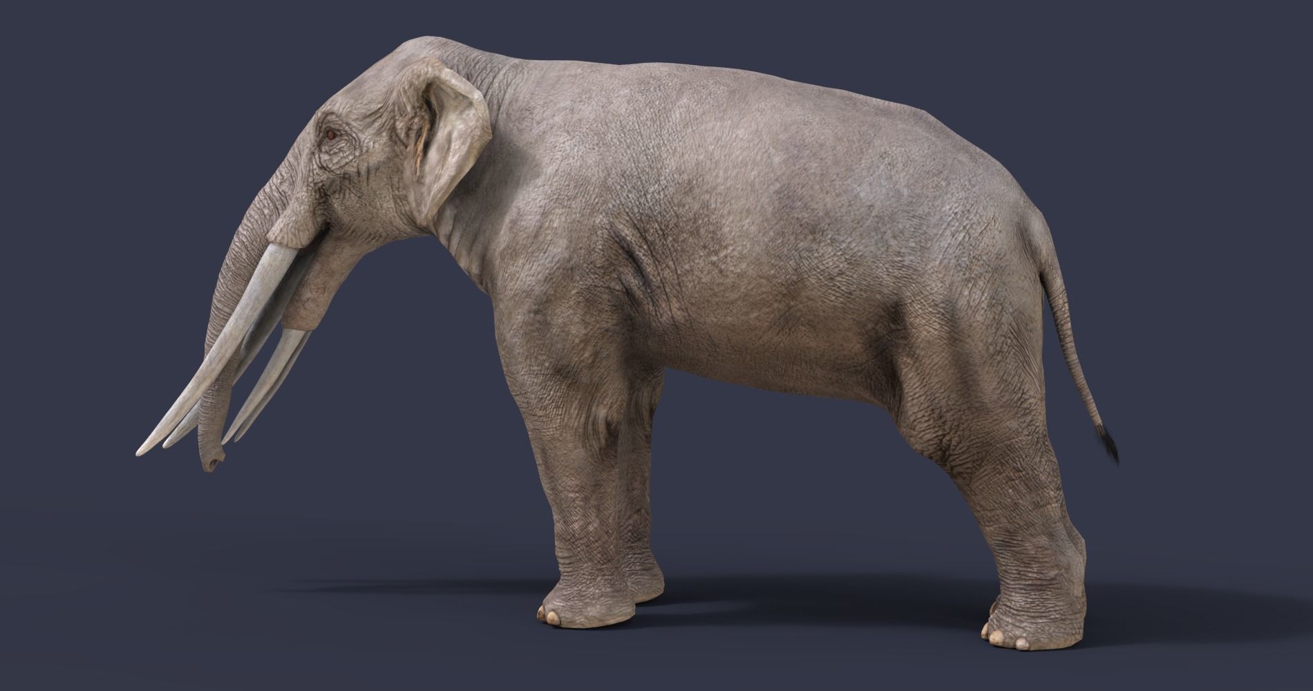 3D model Stegotetrabelodon syrticus VR / AR / low-poly | CGTrader