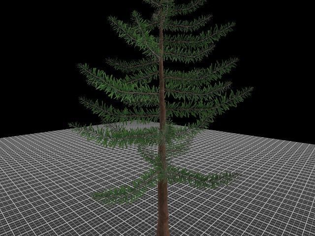evergreen tree free 3D model | CGTrader
