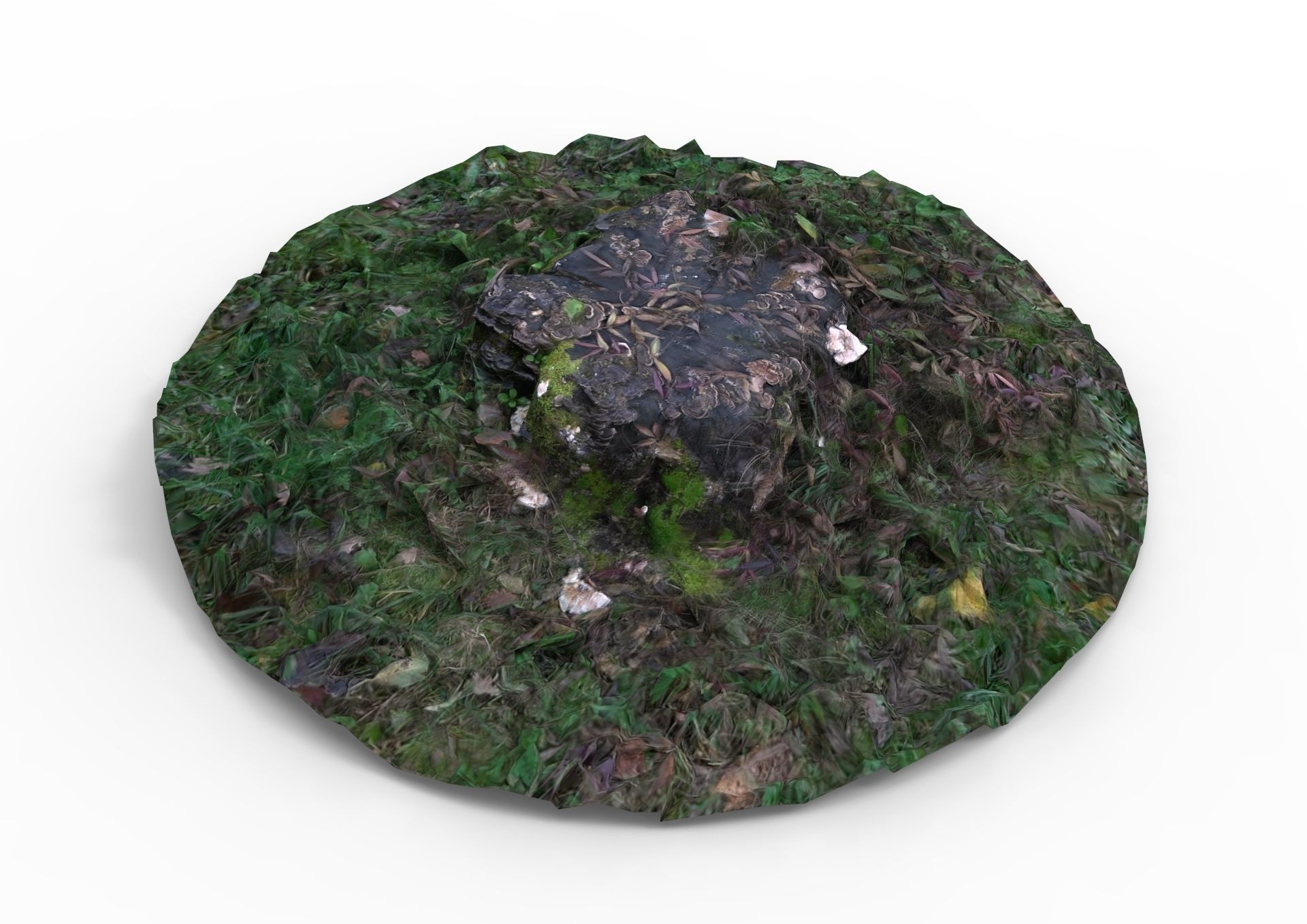 Musky trunk free VR / AR / low-poly 3D model | CGTrader