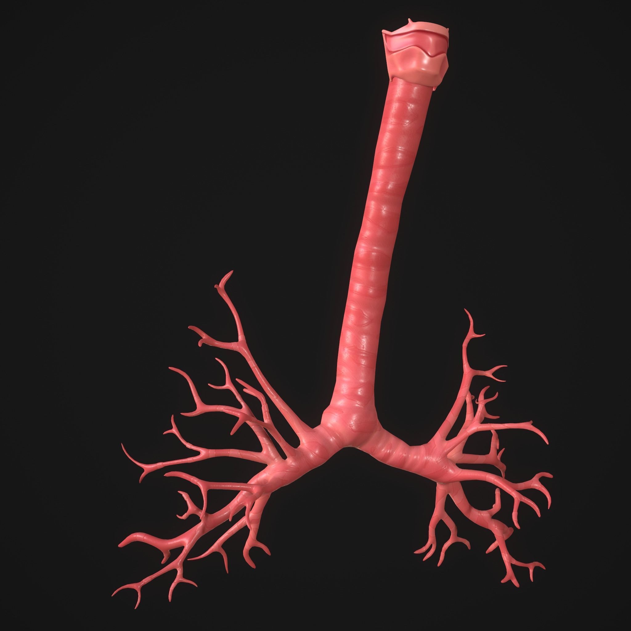 3D model Human Bronchi VR / AR / low-poly | CGTrader