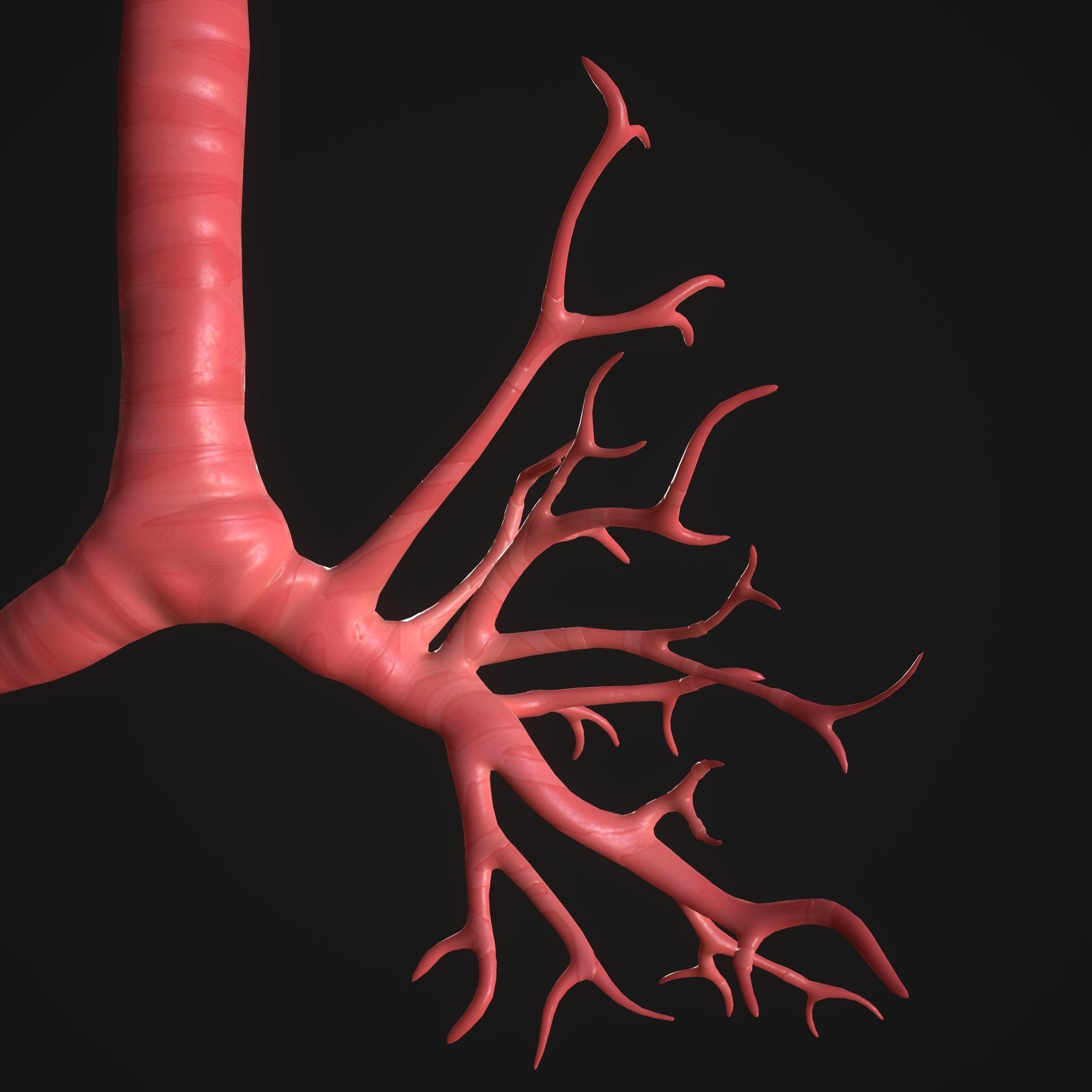 3D model Human Bronchi VR / AR / low-poly | CGTrader
