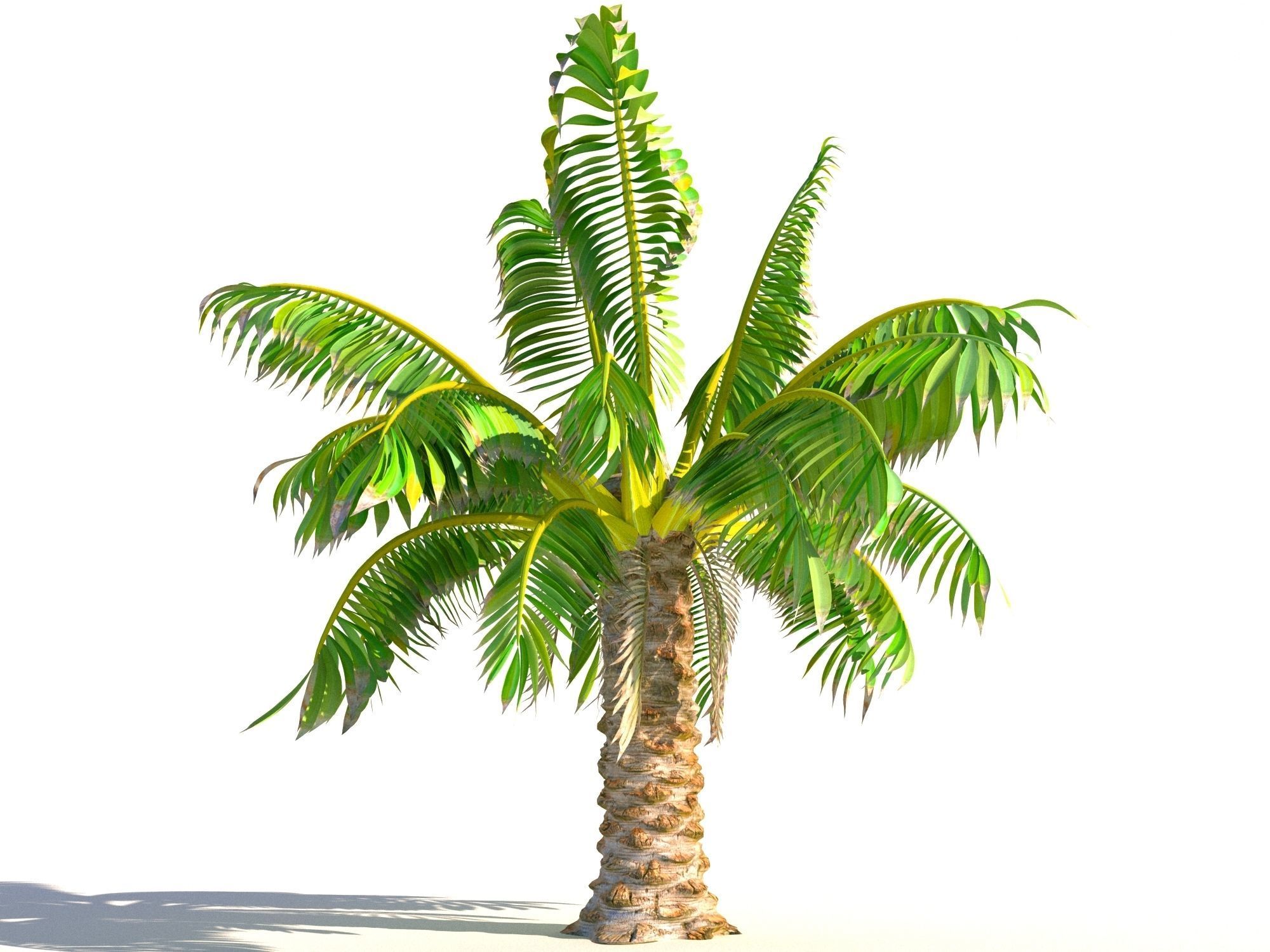 Animated Palm Trees 3D model animated | CGTrader
