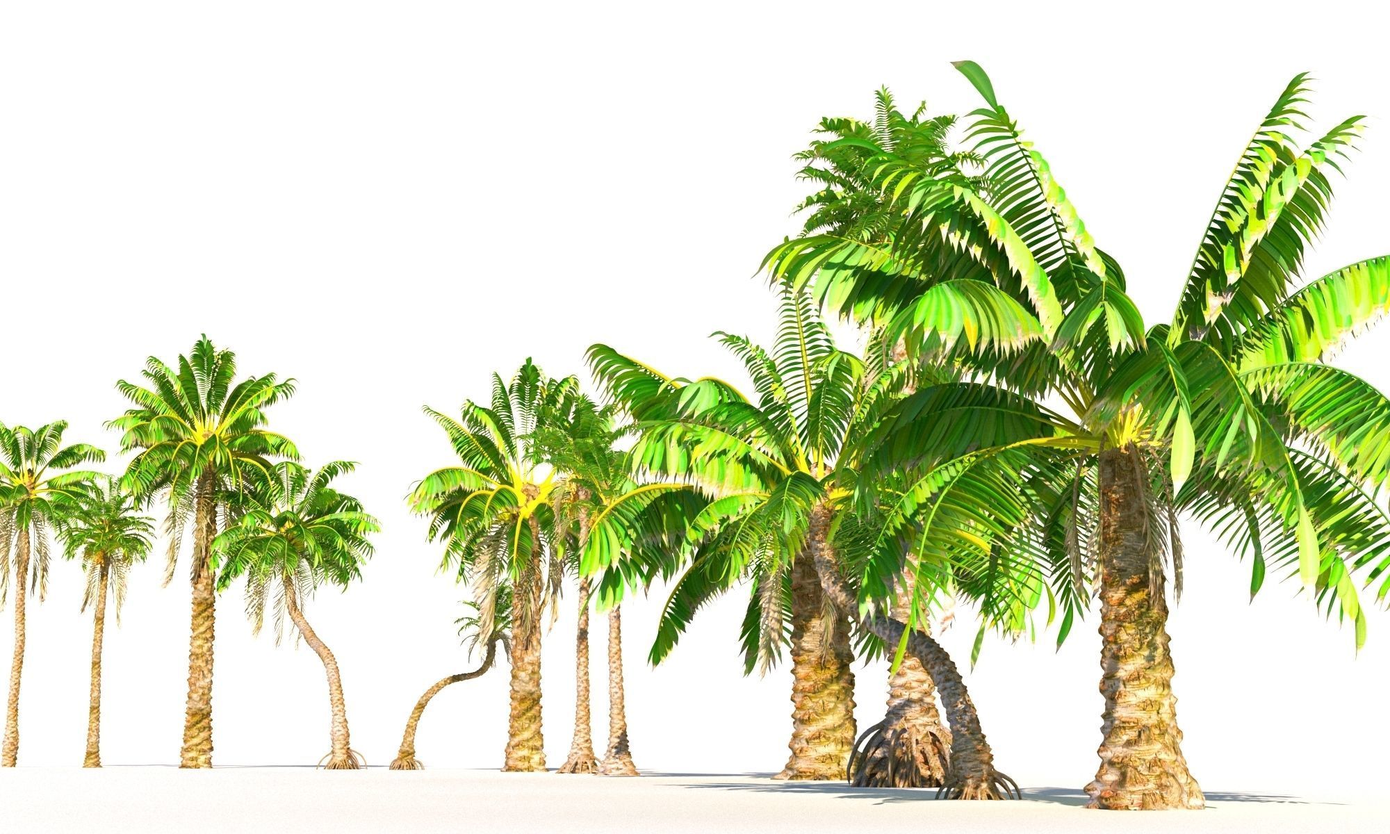 Animated Palm Trees 3D model animated | CGTrader