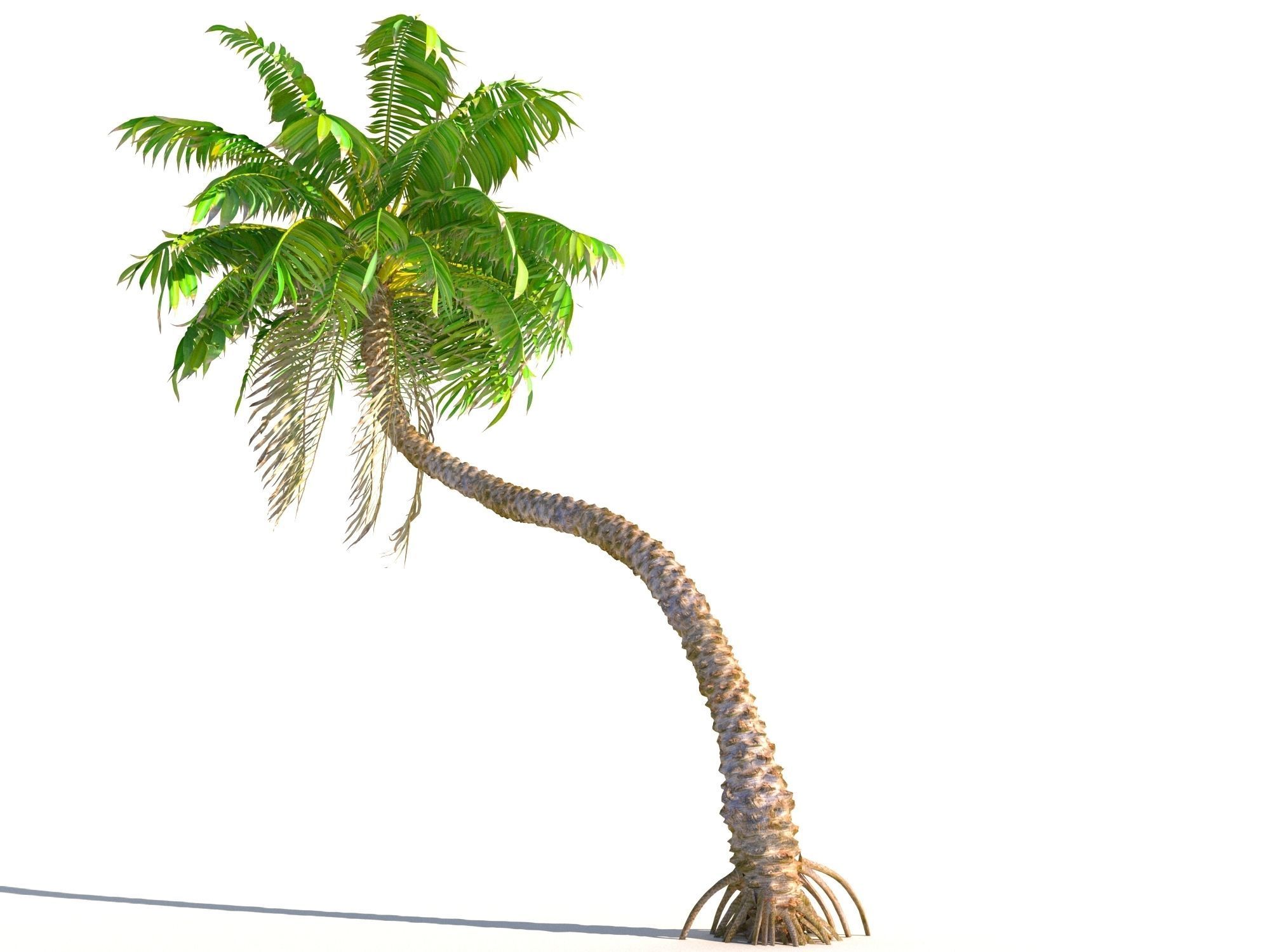 Animated Palm Trees 3D model animated | CGTrader
