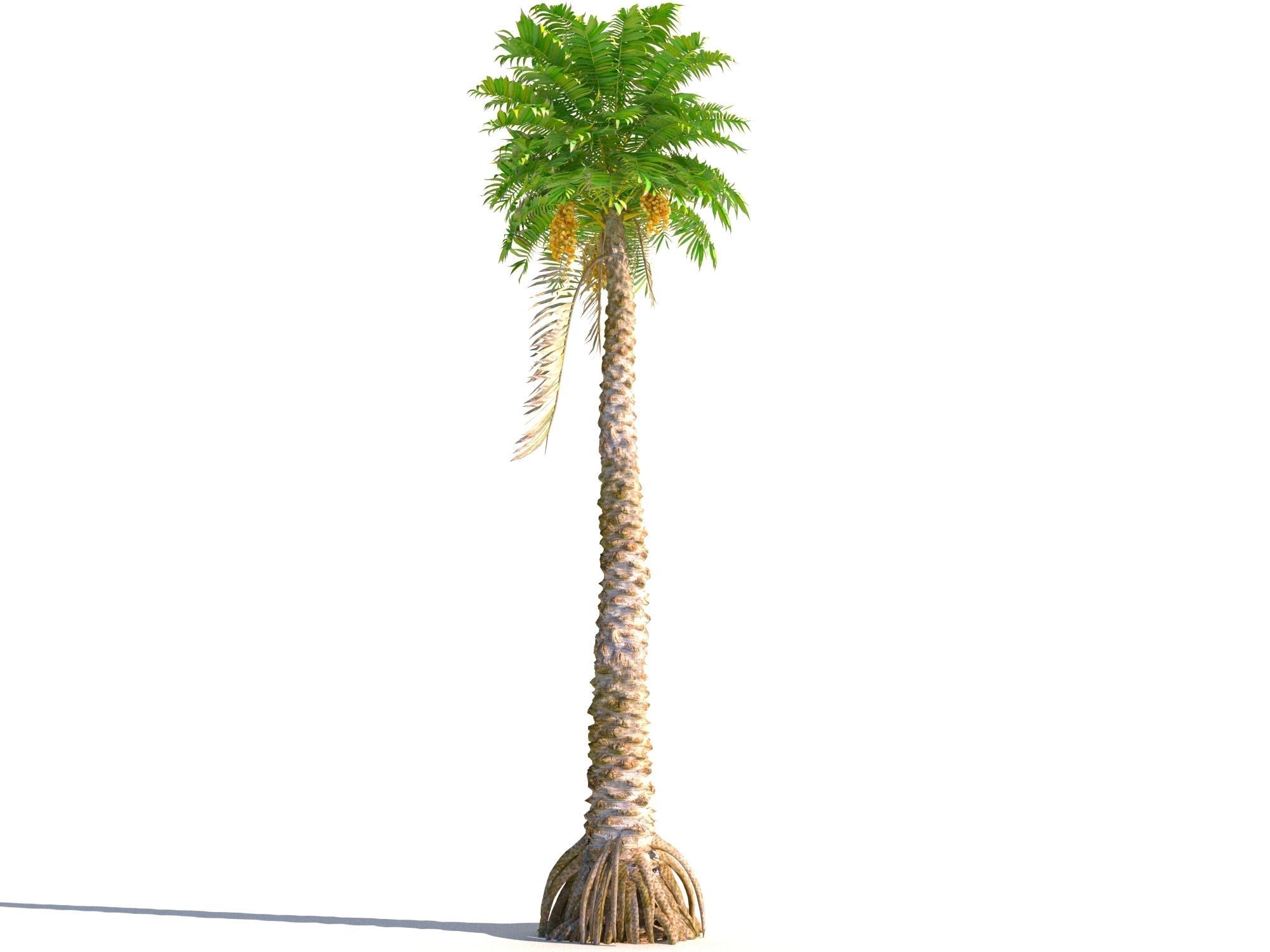 Animated Palm Trees 3D model animated | CGTrader