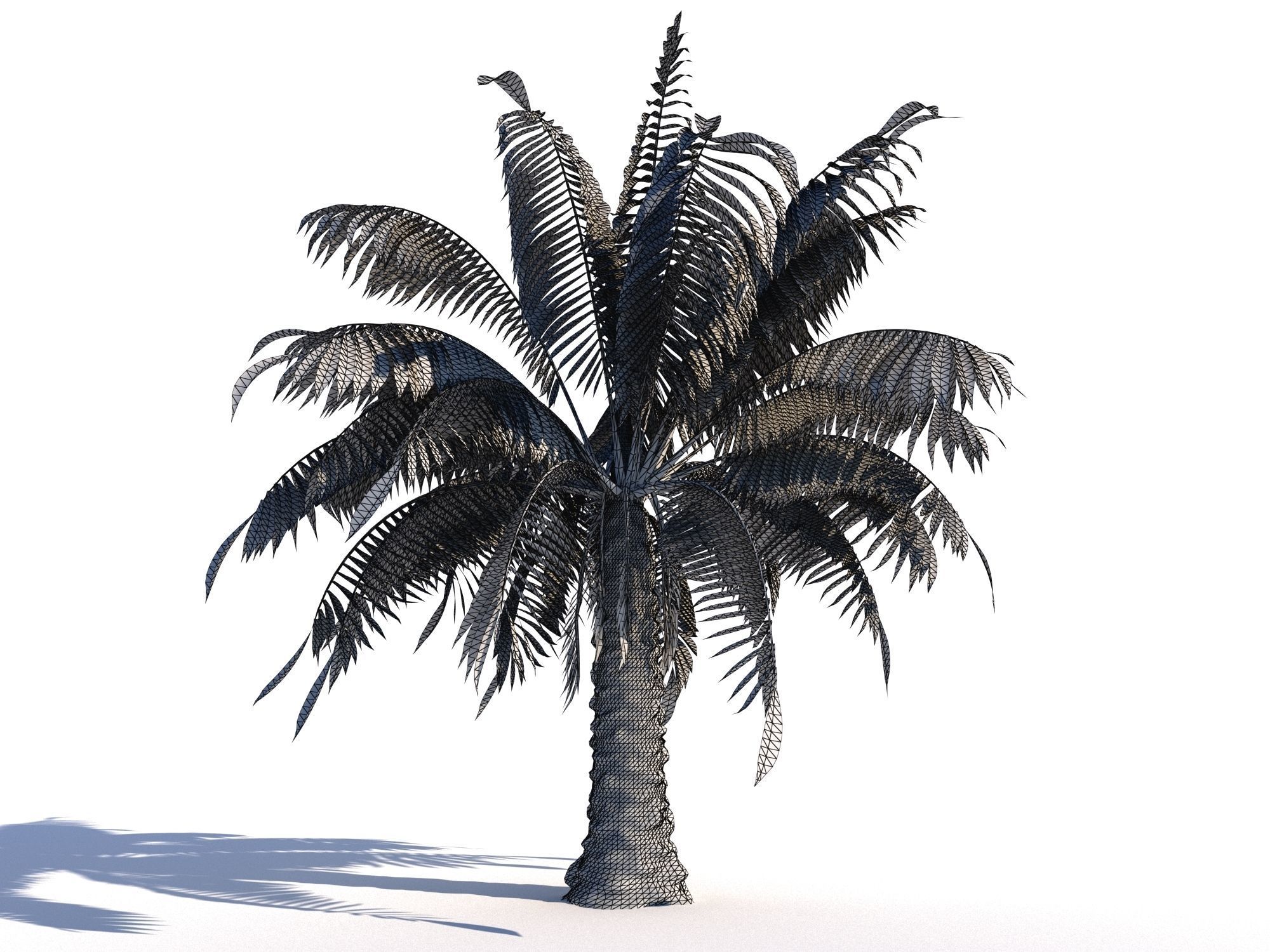 Animated Palm Trees 3D model animated | CGTrader