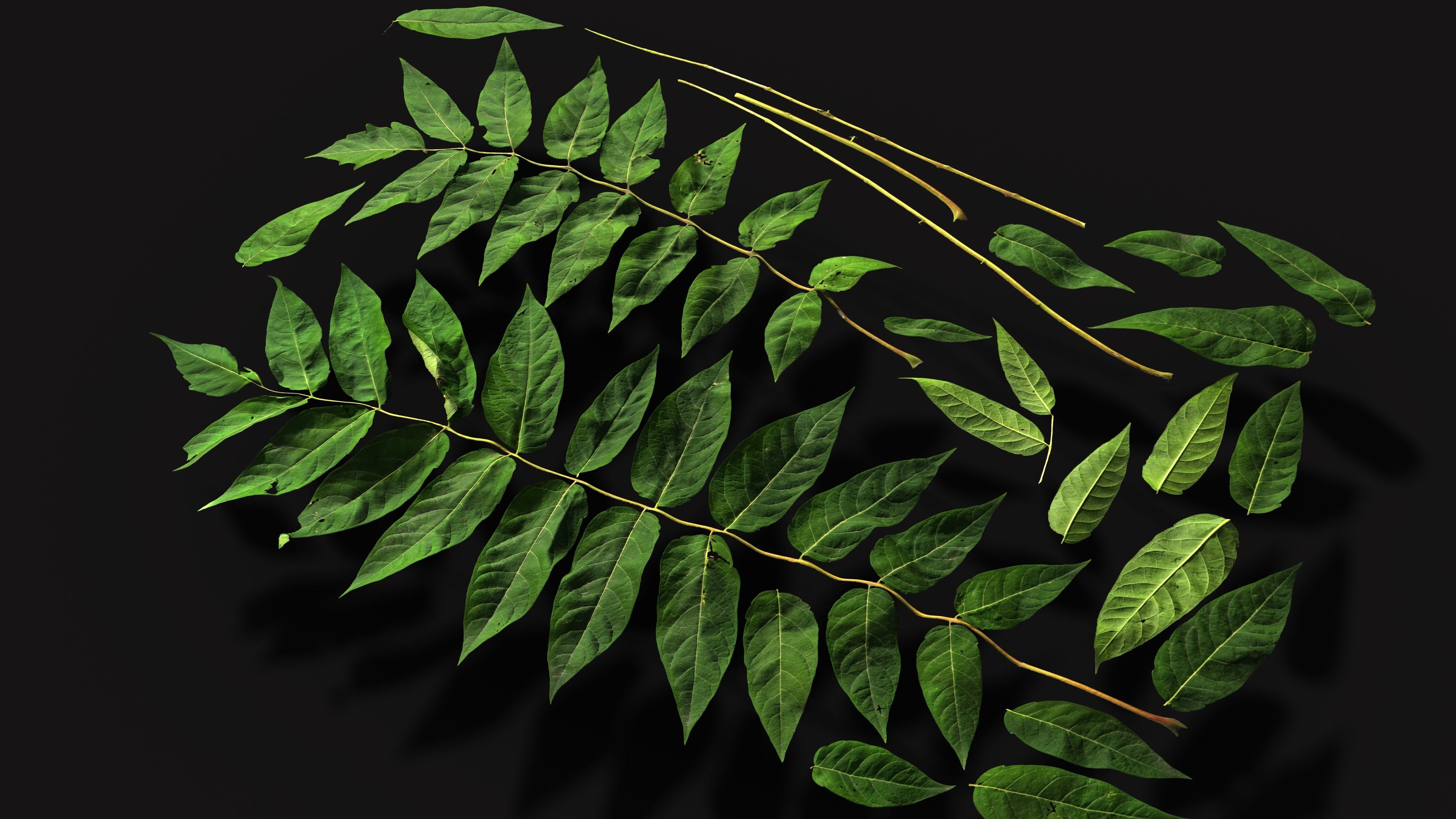 Huge 6K atlas pack - 40 types - 16 bit Texture | CGTrader