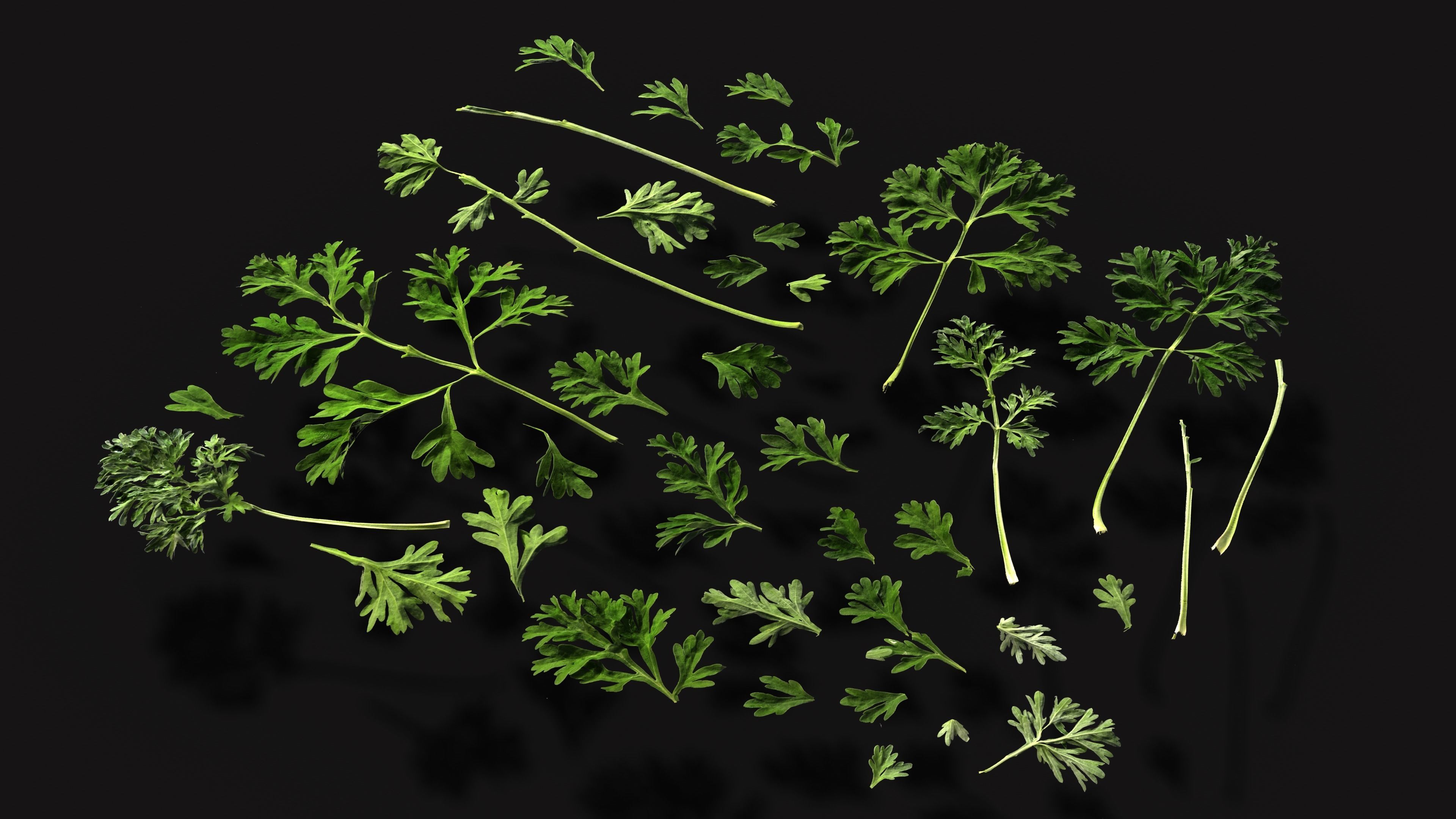 Huge 6K atlas pack - 40 types - 16 bit Texture | CGTrader