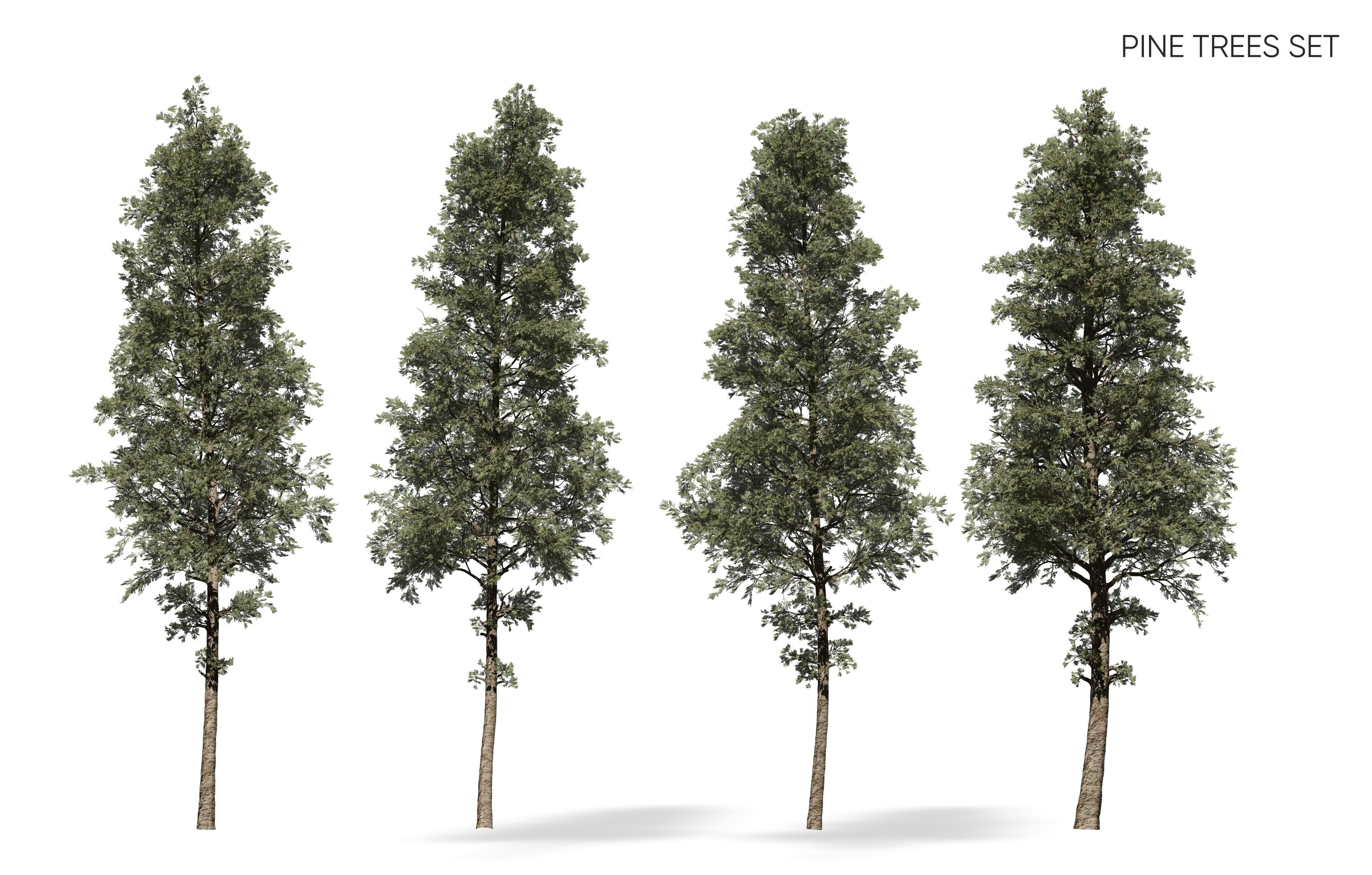 Pine trees set 3D model | CGTrader