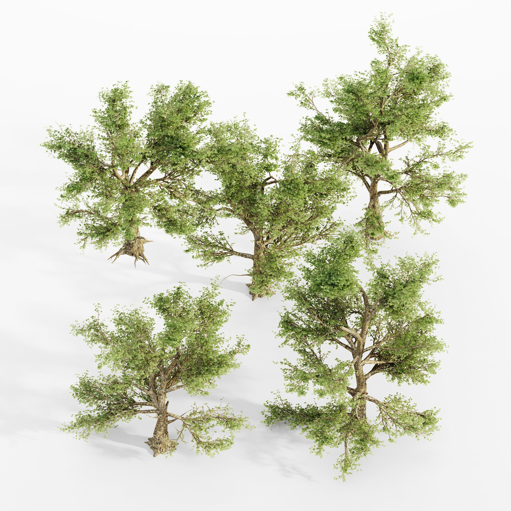 American Sycamore tree collection 3D model | CGTrader