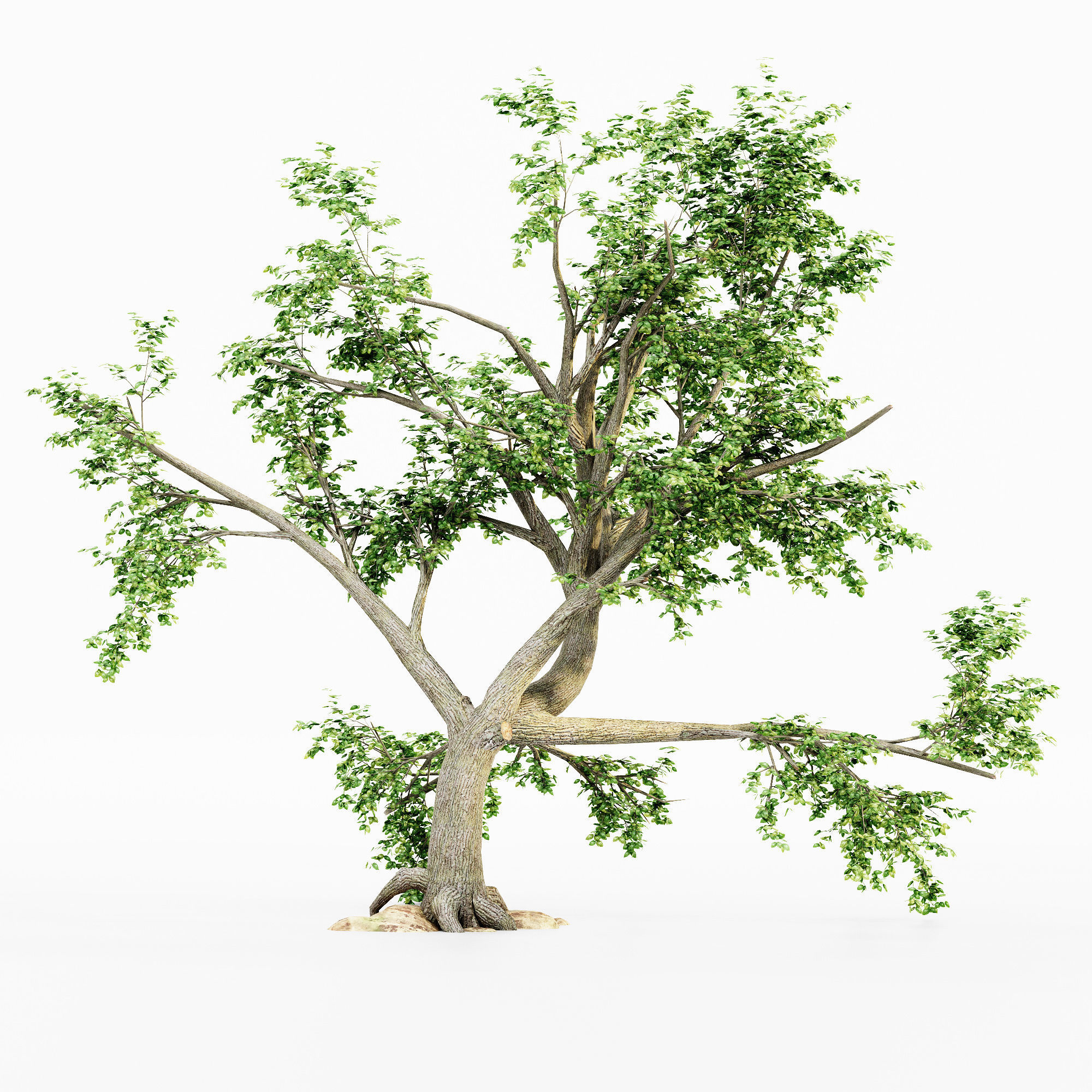 5 Broadleaf tree collection 3D model | CGTrader