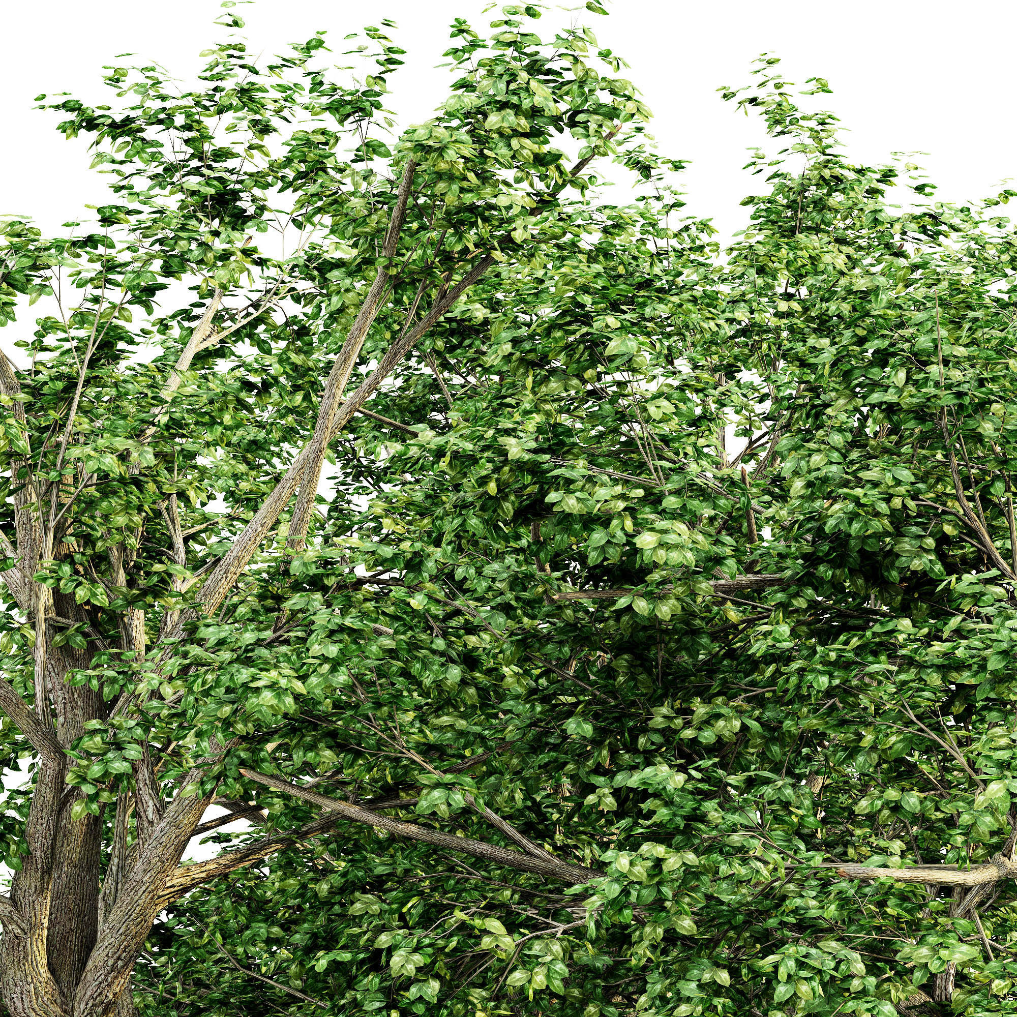 5 Broadleaf tree collection 3D model | CGTrader