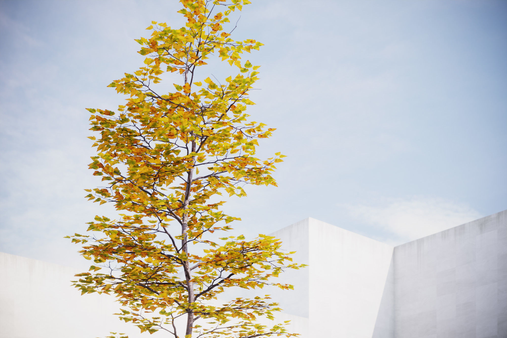 Small Autumn tree vpt030 3D model | CGTrader