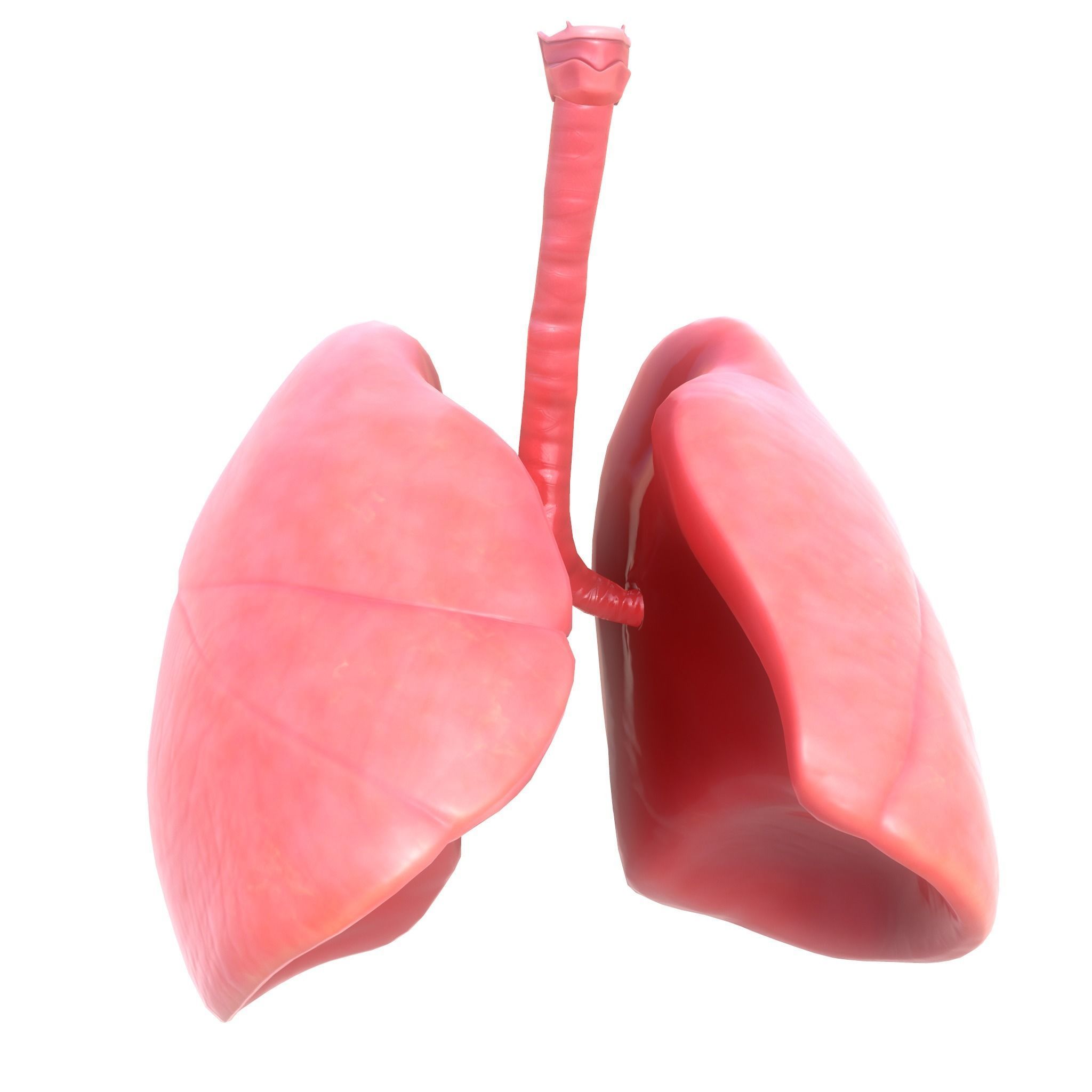 3D model Human Respiratory System Animation VR / AR / low-poly | CGTrader