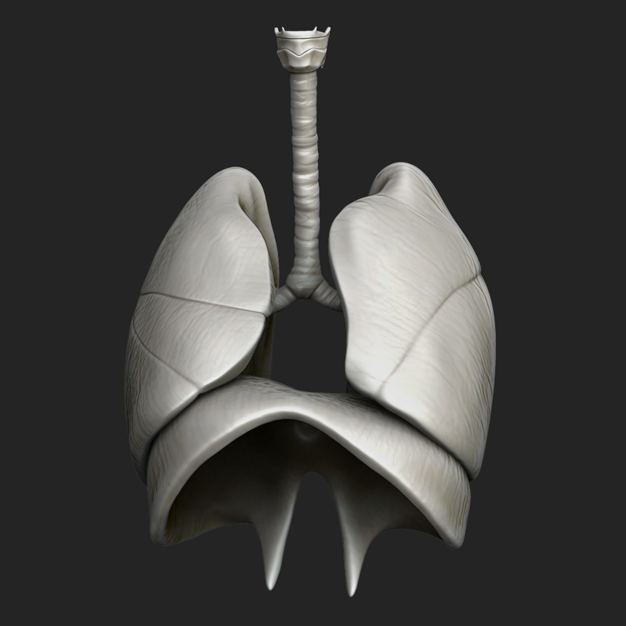 Human Respiratory System Sculpt 3D model | CGTrader