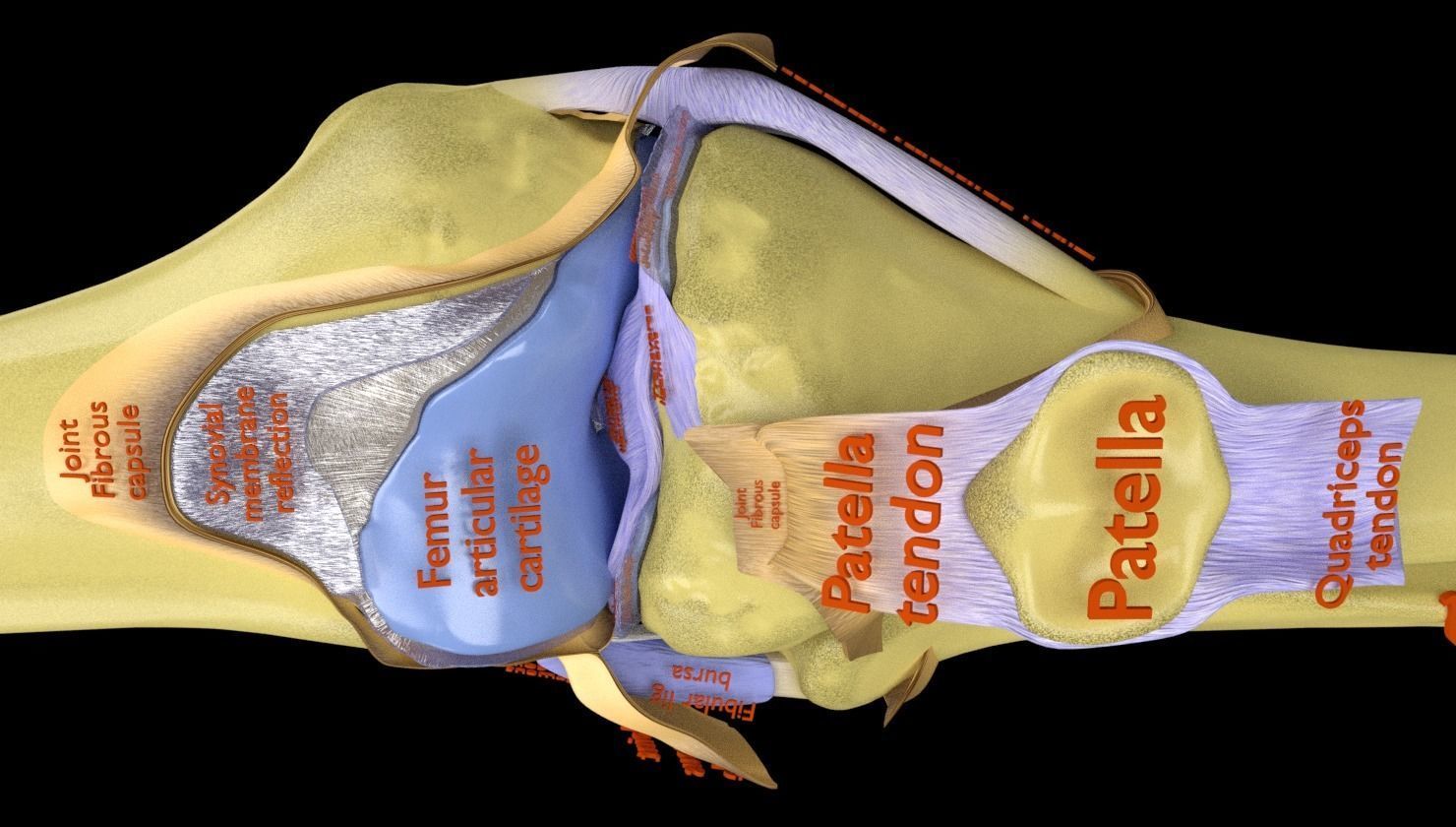 Knee joint cut open detail labelled 3D model | CGTrader