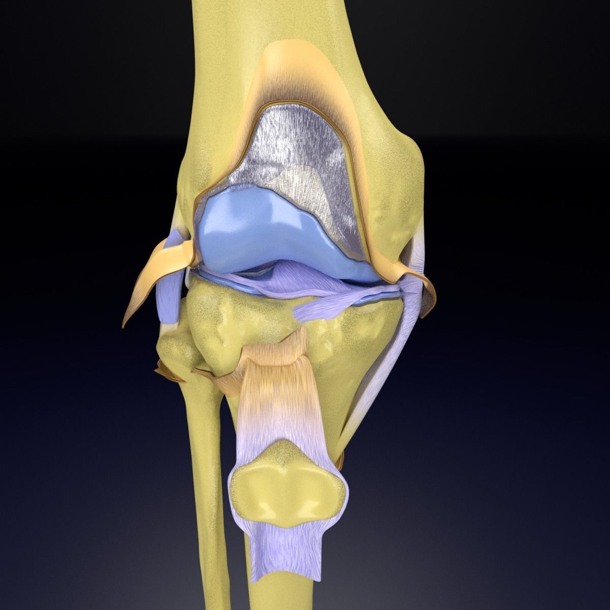 Knee joint cut open detail labelled 3D model | CGTrader