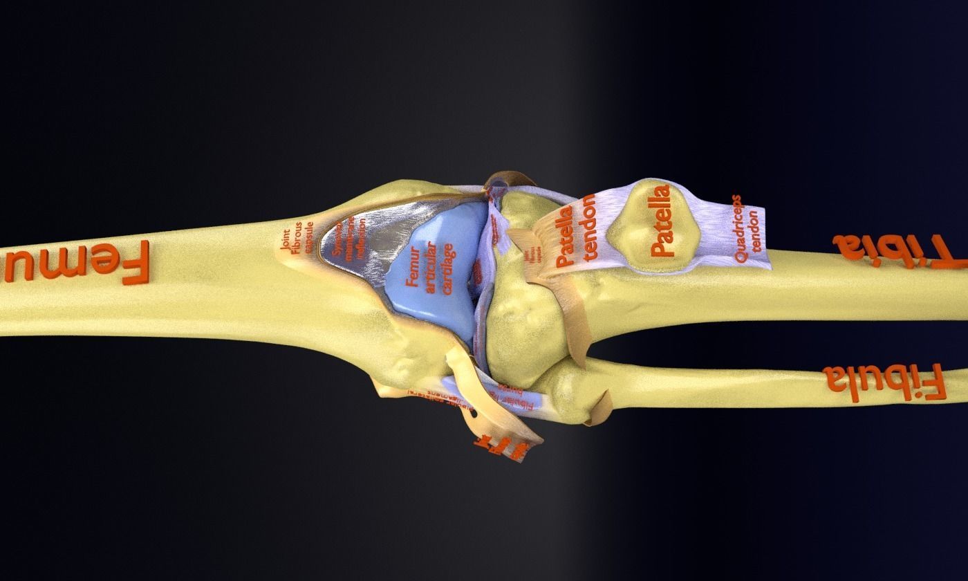 Knee joint cut open detail labelled 3D model | CGTrader