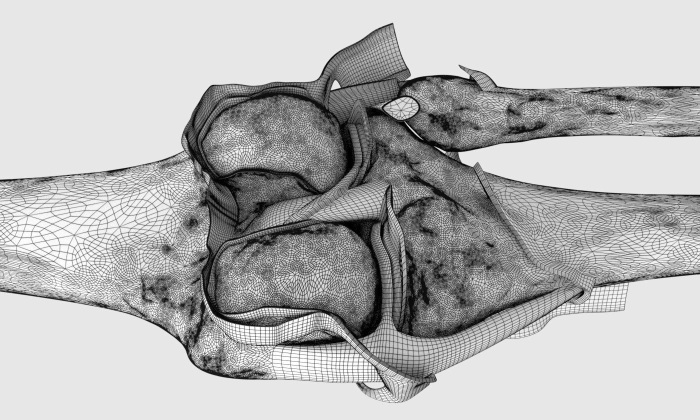 Knee joint cut open detail labelled 3D model | CGTrader