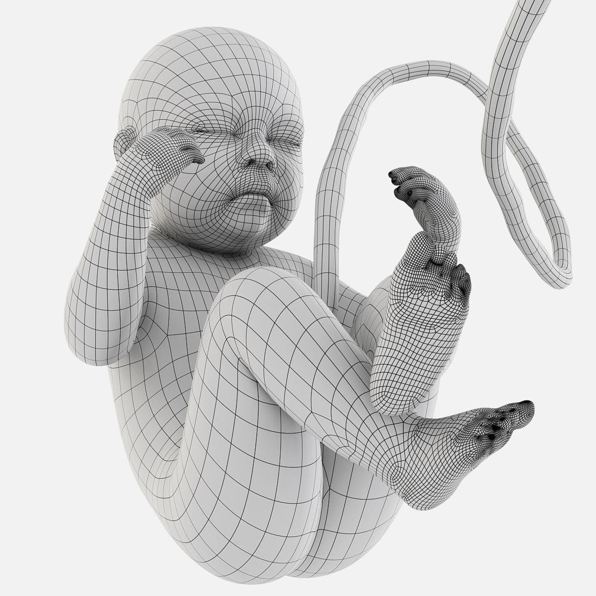 Fetus baby in womb 3D model | CGTrader