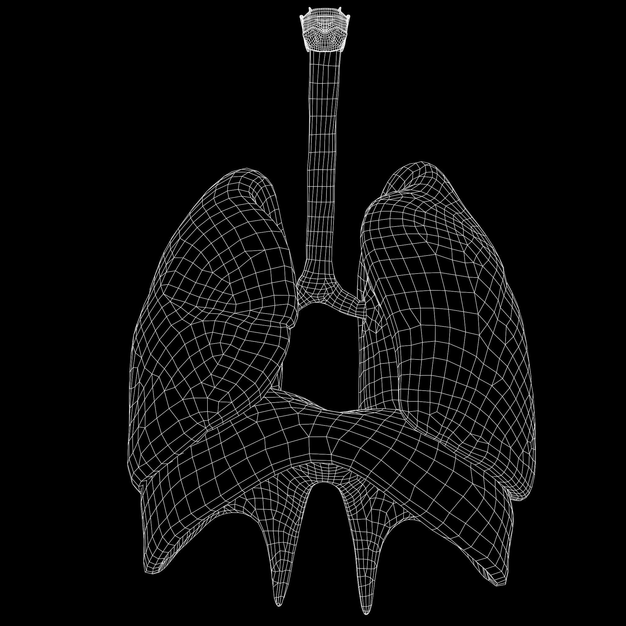 3D model Human Lungs Respiratory System VR / AR / low-poly | CGTrader