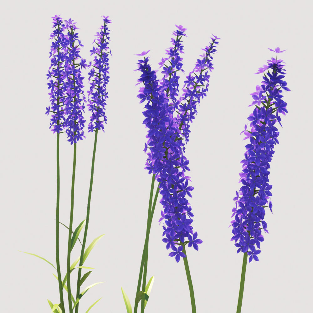 3D model Lavandula Angustifolia VR / AR / low-poly | CGTrader