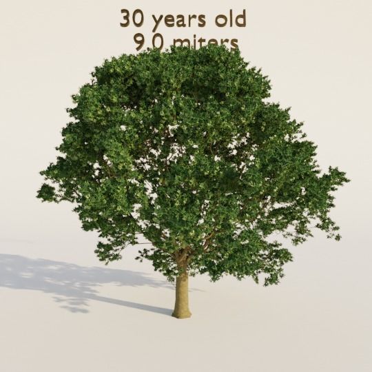 Pack of 6 Maple trees 3D model | CGTrader