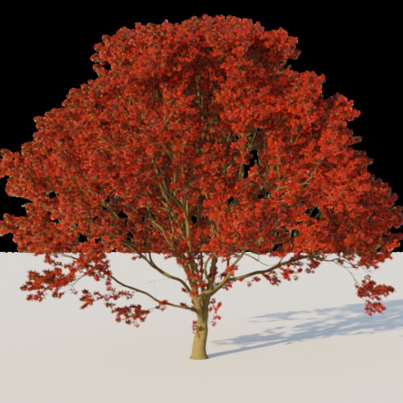 Pack of 6 Maple trees 3D model | CGTrader