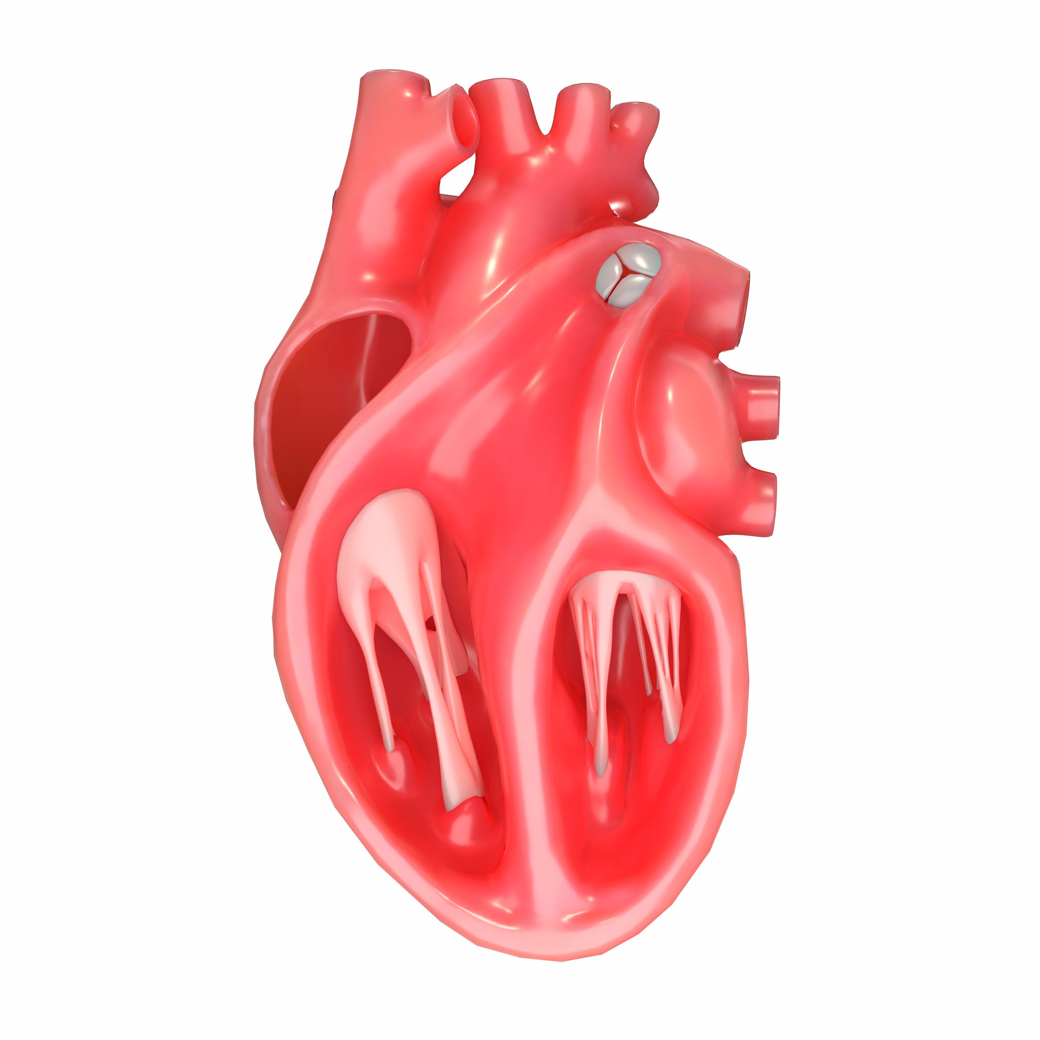 Human Heart Section 3D model | CGTrader