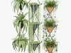 Rhombus group of plants hanging 3D model | CGTrader