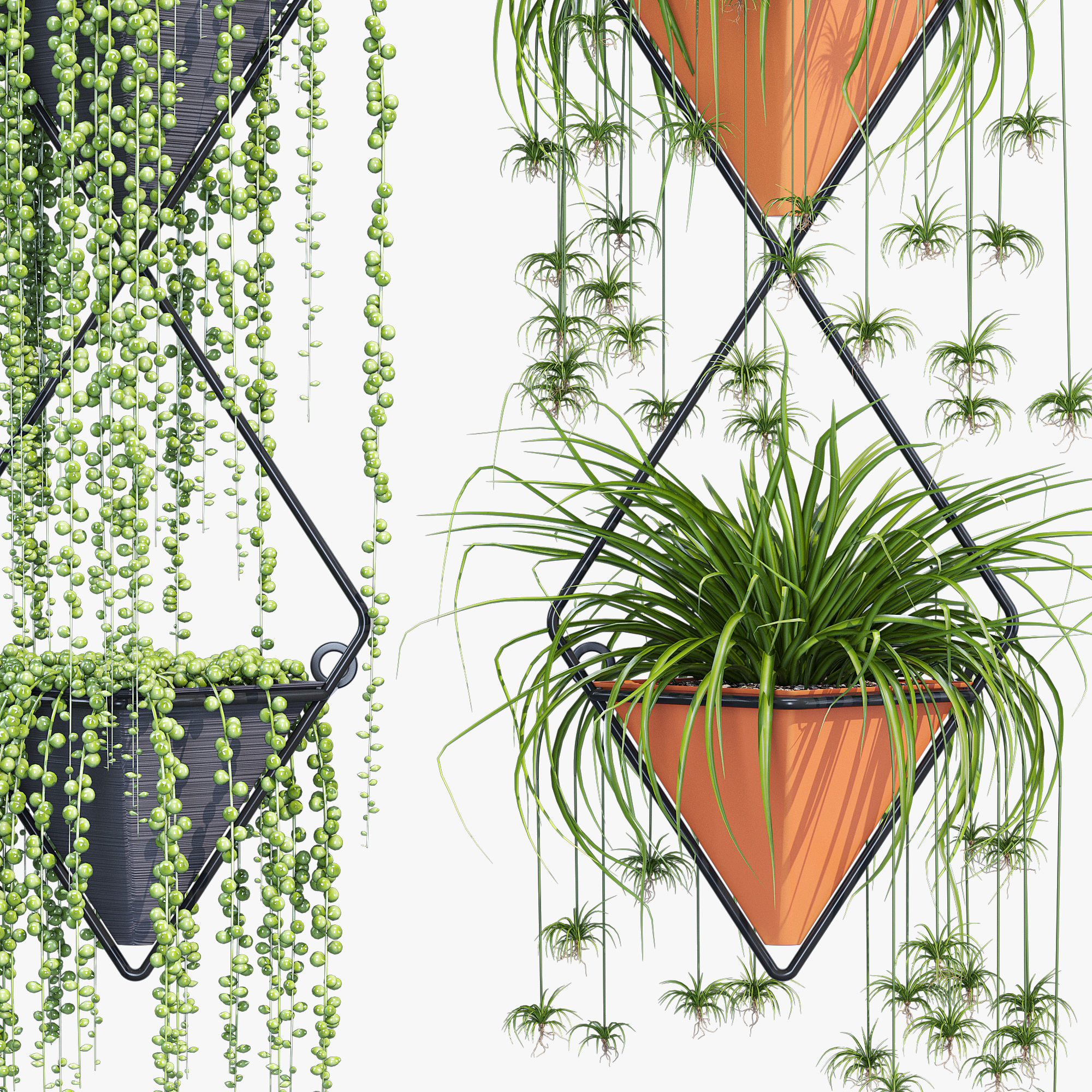 Rhombus group of plants hanging 3D model | CGTrader