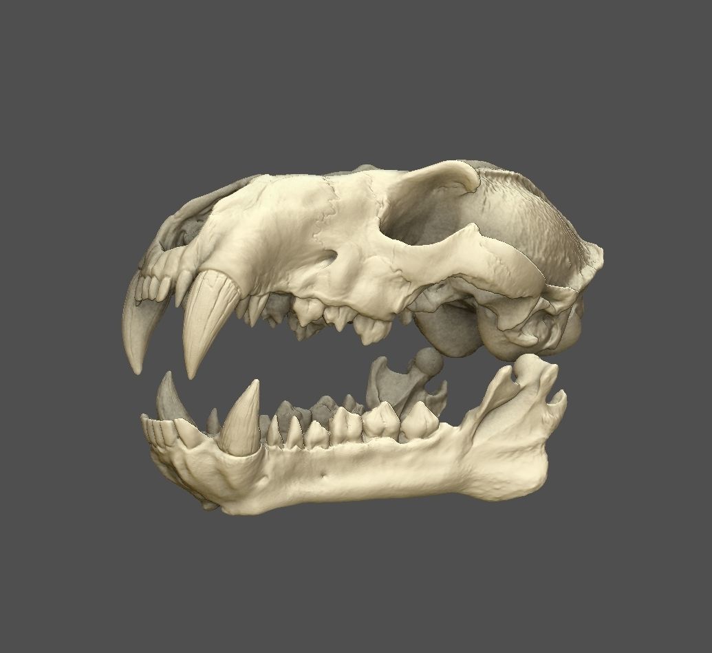Skull of the beast 3D model 3D printable | CGTrader