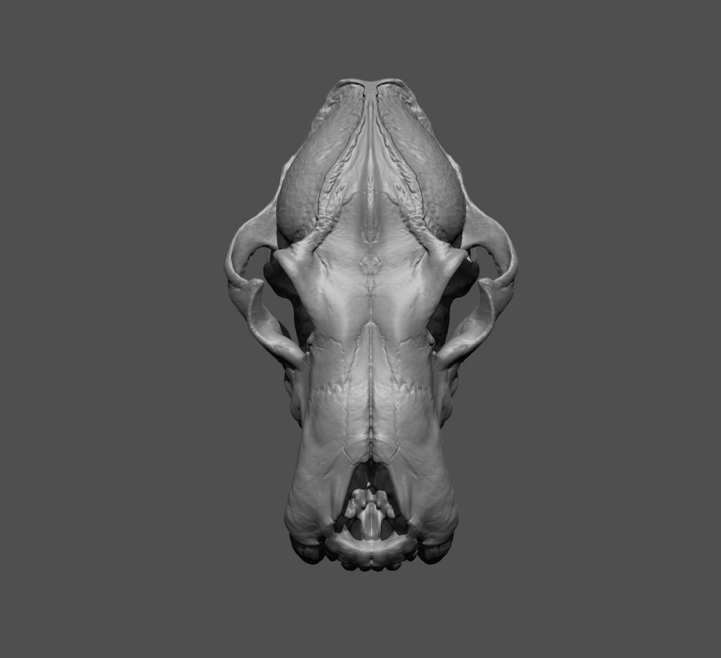 Skull of the beast 3D model 3D printable | CGTrader