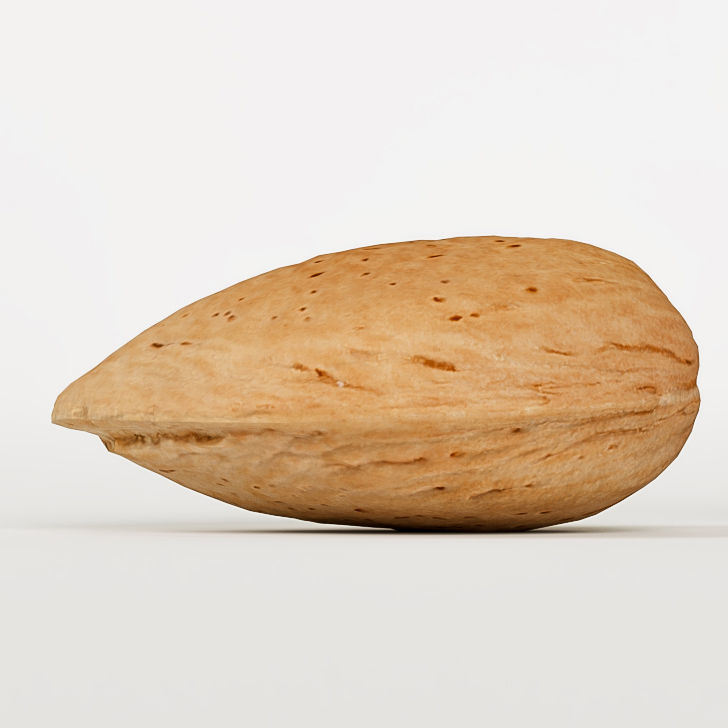Almond 3D model | CGTrader