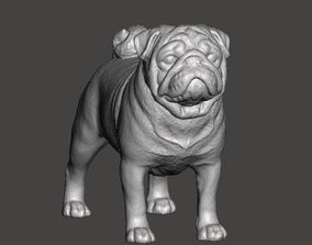 Pug 3D Models | CGTrader