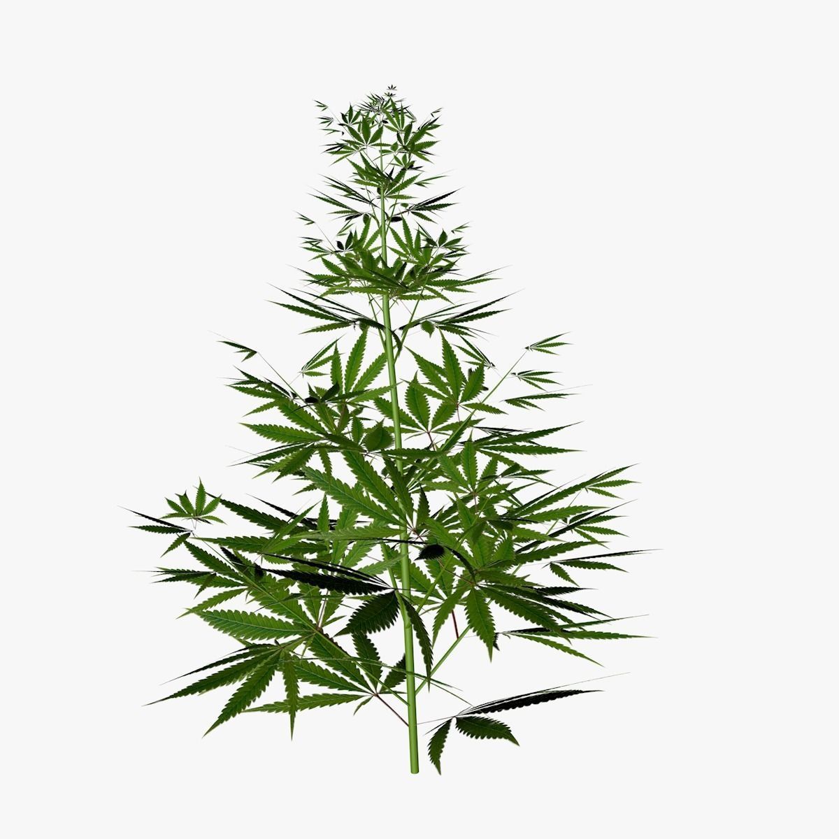 Marijuana plant 3D model | CGTrader