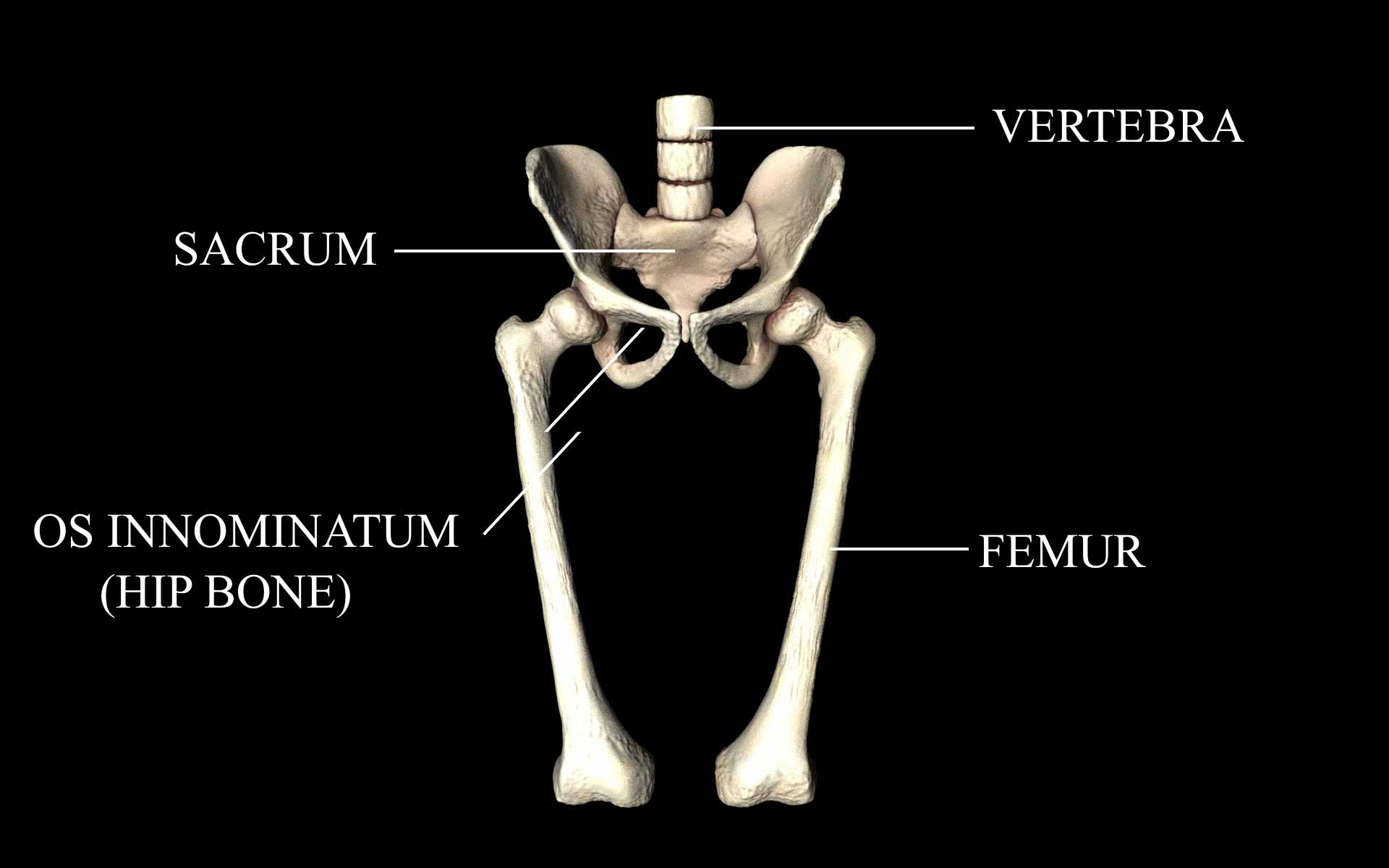 Hip Joint Hip Bone Sacrum Femur Only B 3D Model Animated obj 