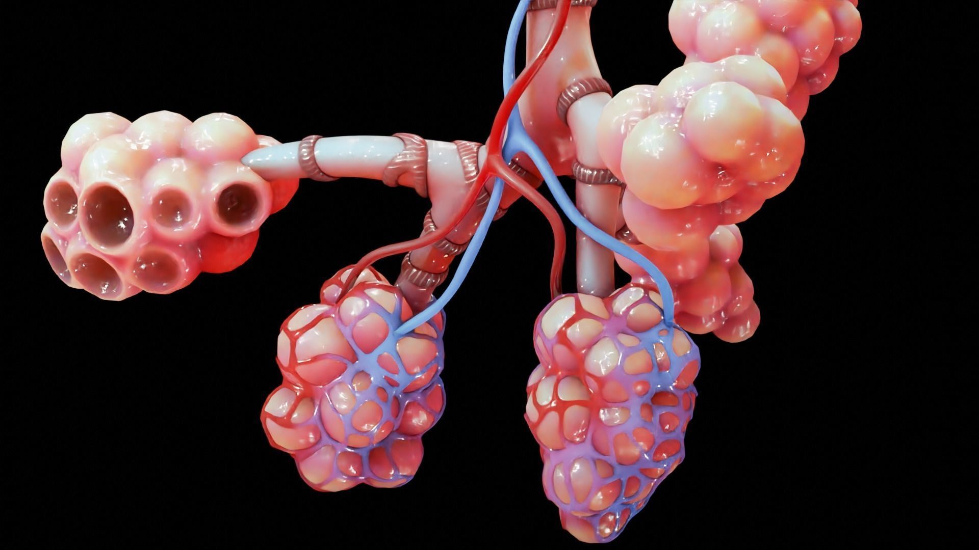 Realistic Human Bronchi Alveoli Anatomy 3D model | CGTrader